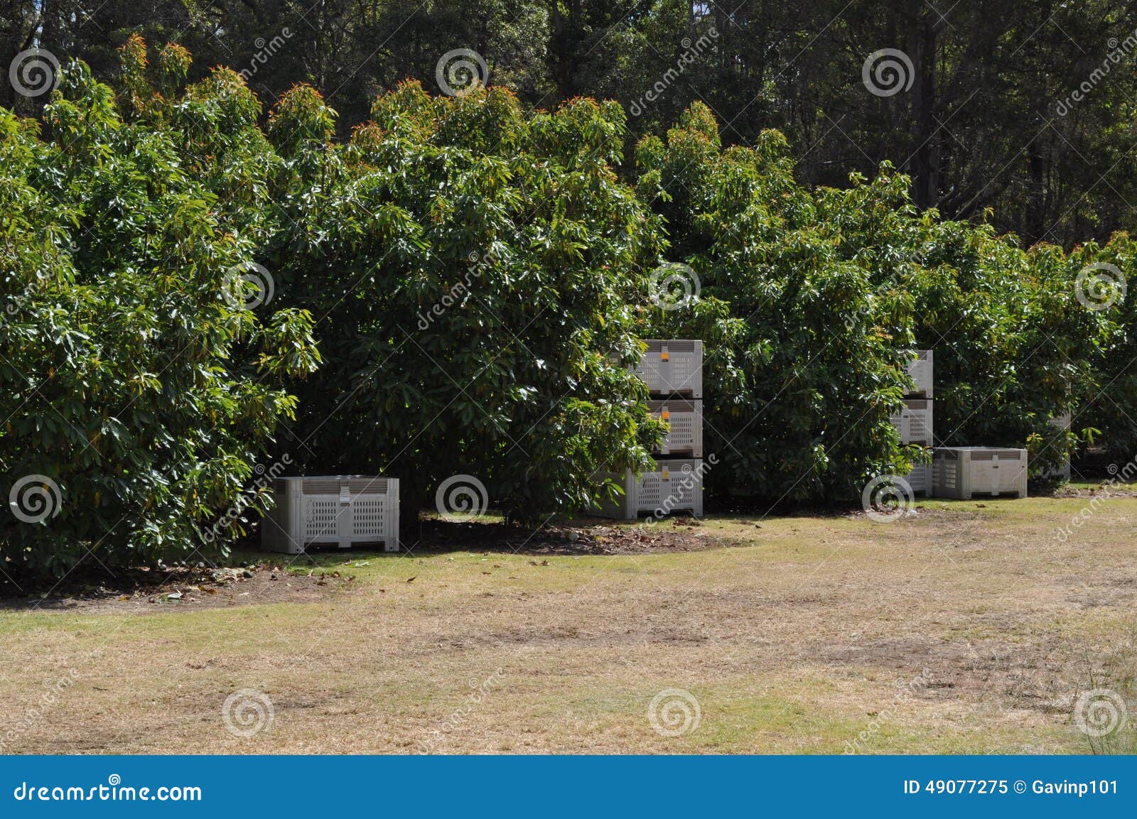 Avocado Trees in an Orchard with Crates for Storage Stock Image - Image ...