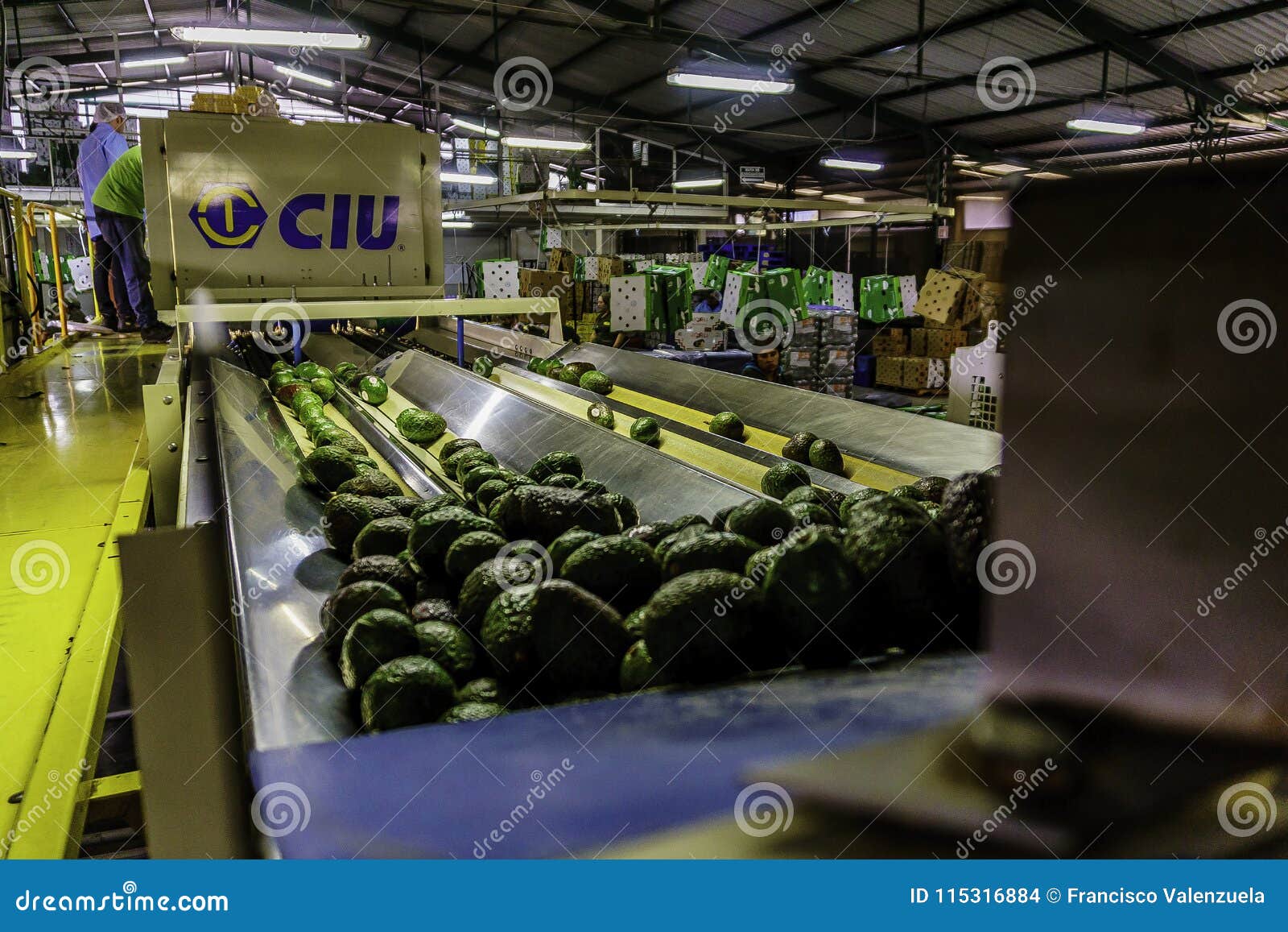 Avocado editorial stock image. Image of export, packing - 115316884