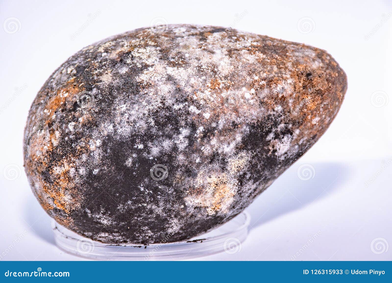 Spoiled fruit stock image. Image of nutrition, life - 126315933