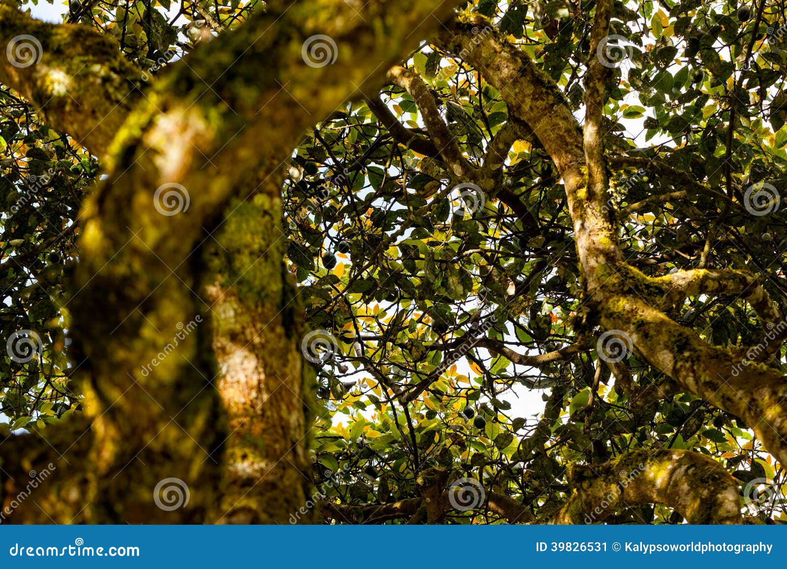 Avocadoboom stock afbeelding. Image of exotisch, gezond - 39826531