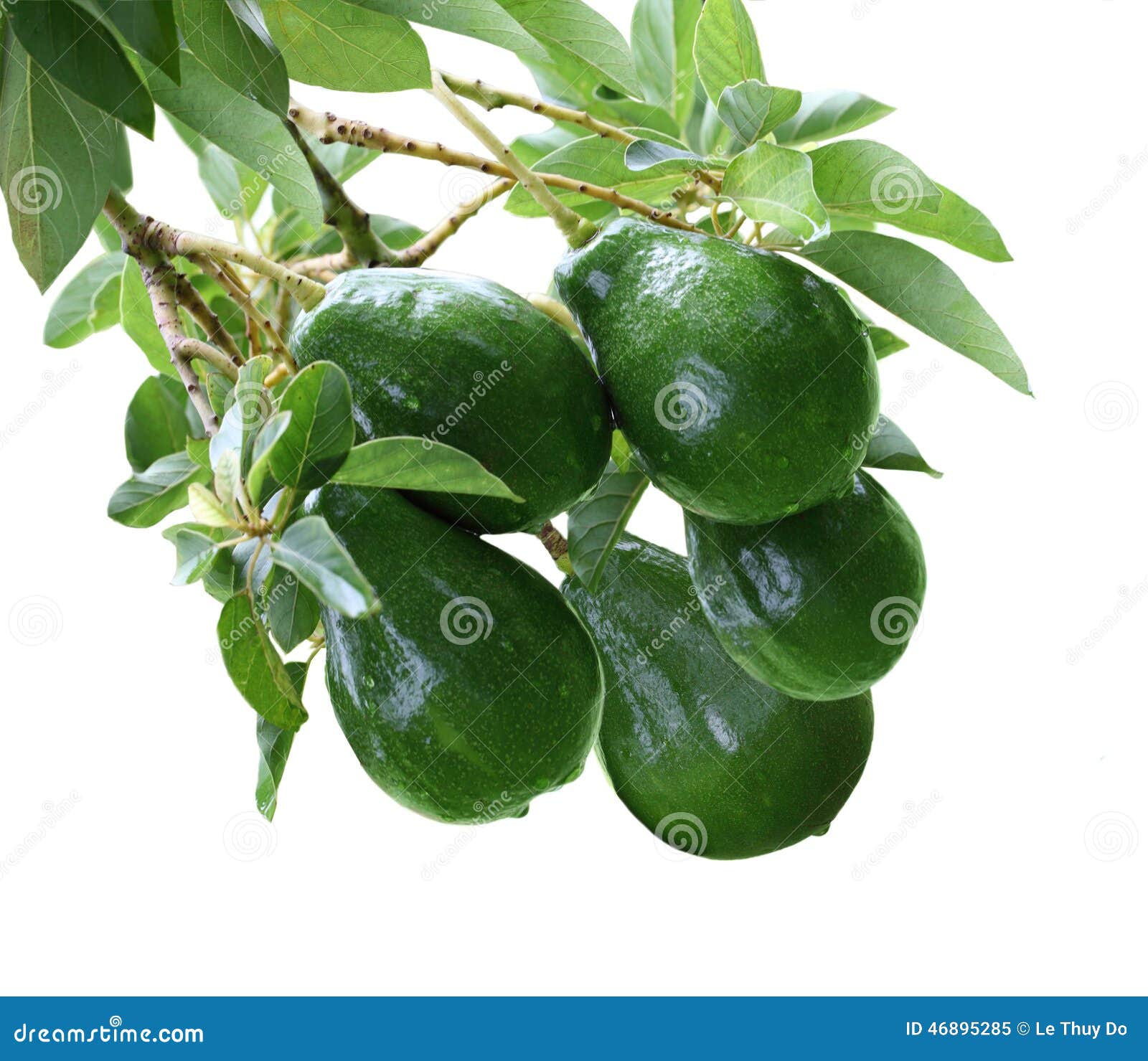 Avocadoboom stock afbeelding. Image of vrucht, bruin - 46895285