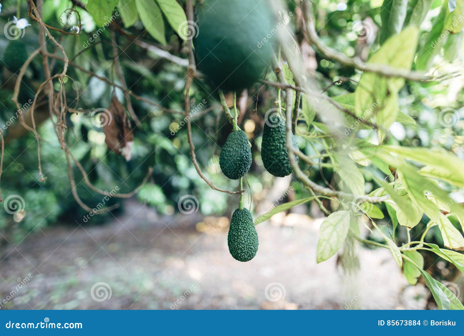 Avocadoboom stock foto. Image of groen, vers, avocado - 85673884