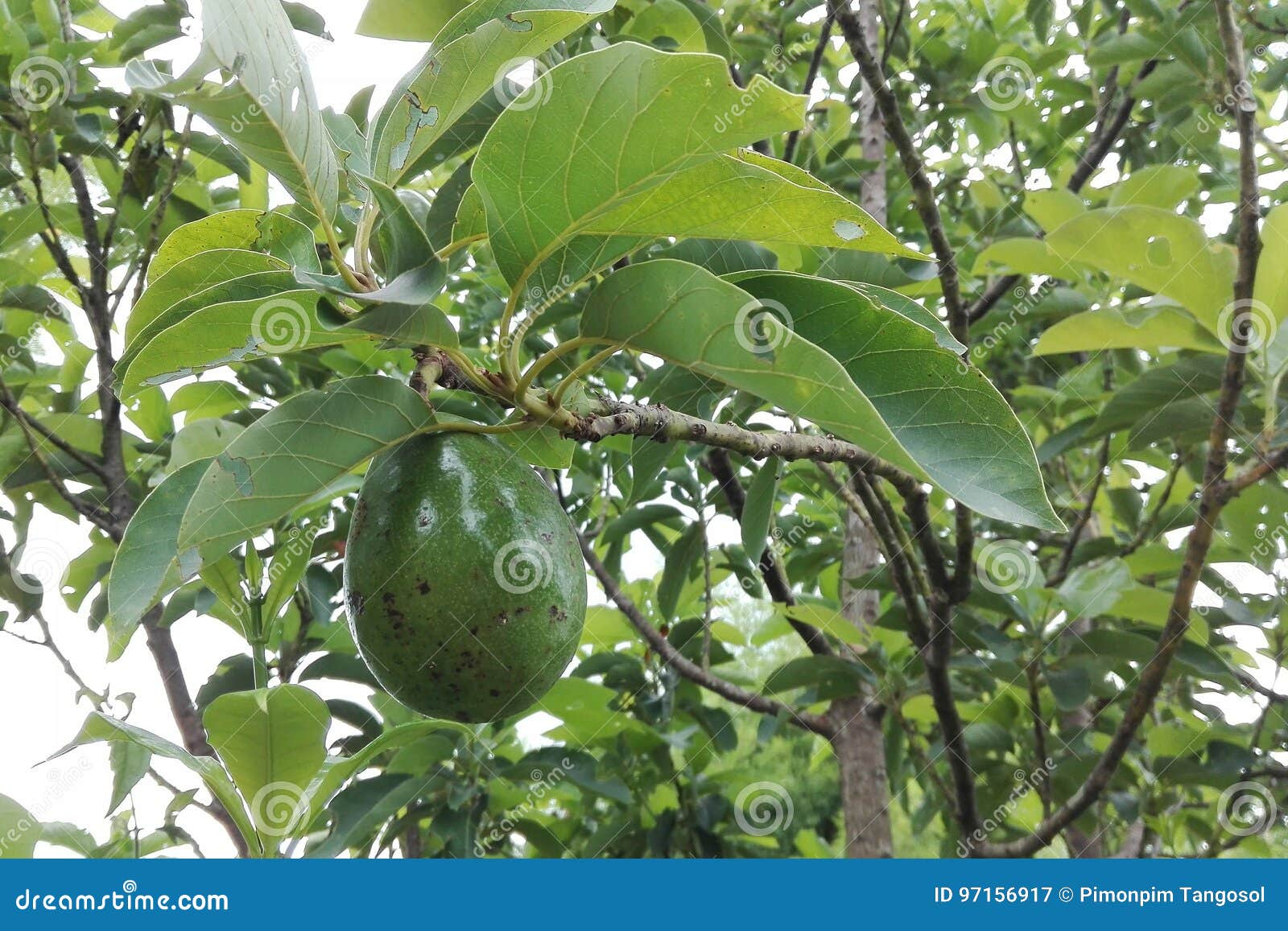 Avocadoboom stock afbeelding. Image of kalium, amerikaans - 97156917