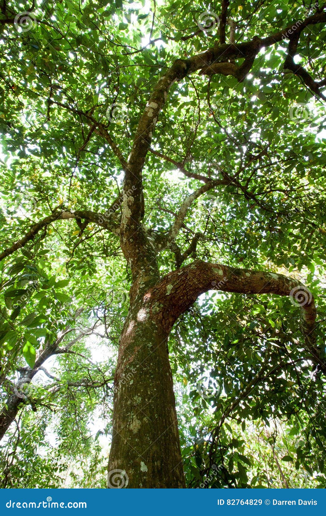 Avocadoboom truk en luifel stock afbeelding. Image of groot - 82764829