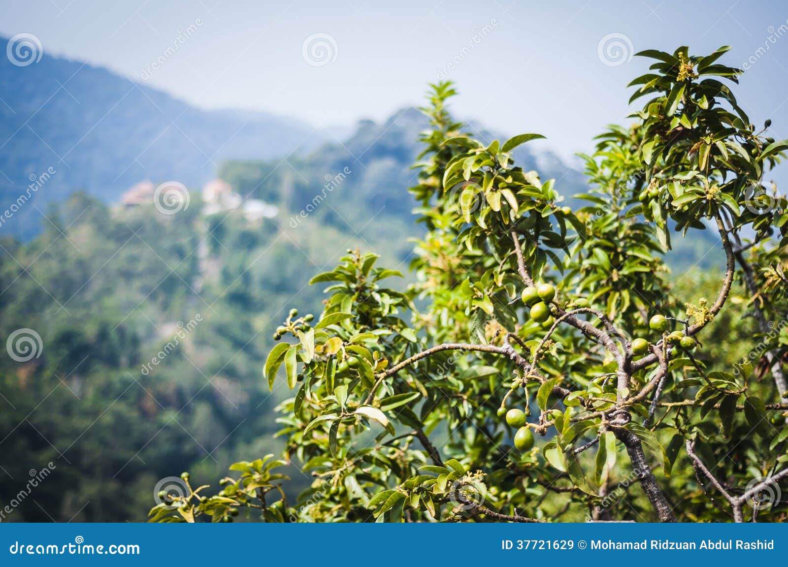 Avocadofruit op boom stock afbeelding. Image of aanplantingen - 37721629