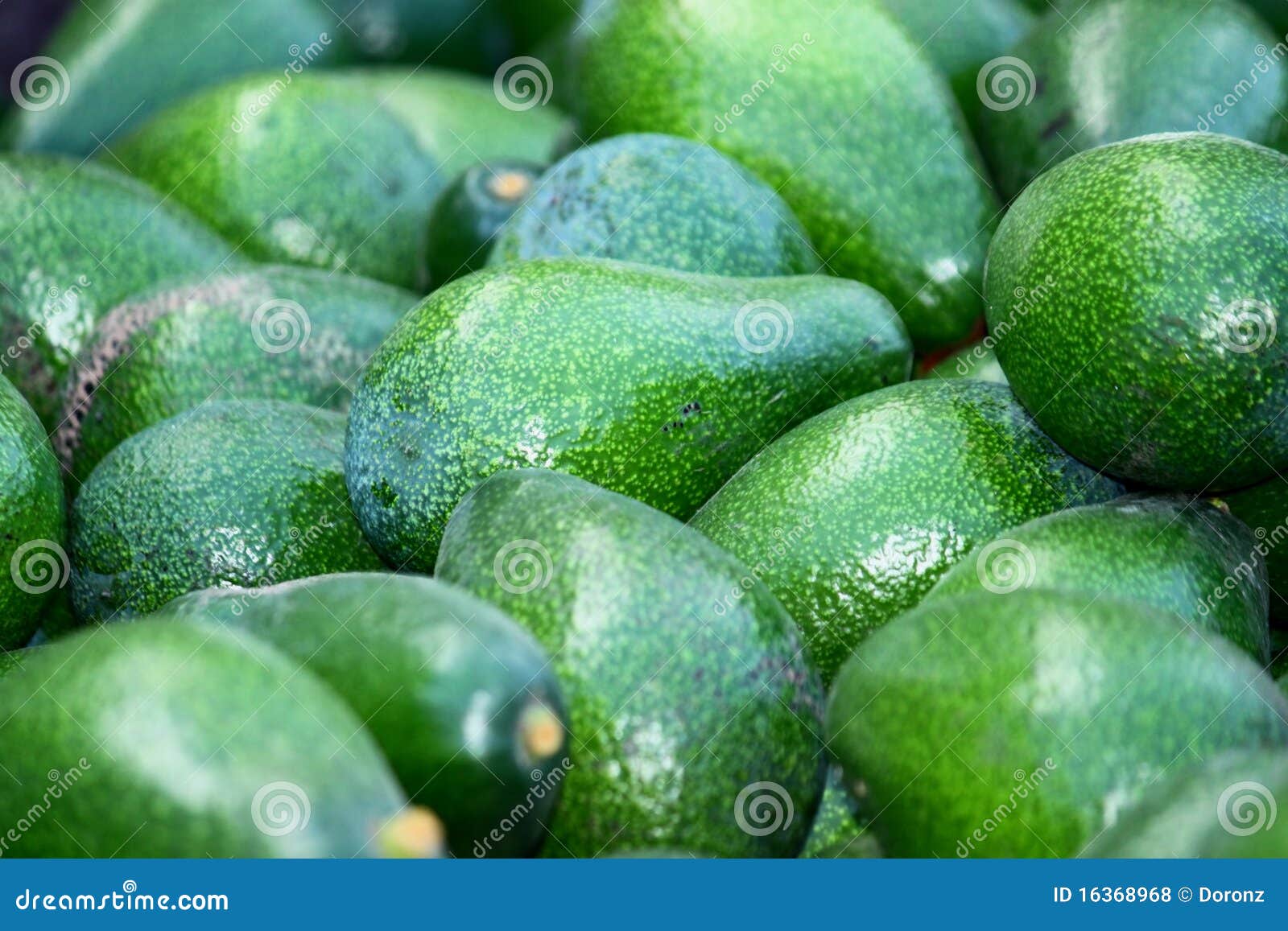 Avocados stock photo. Image of health, food, avocado - 16368968