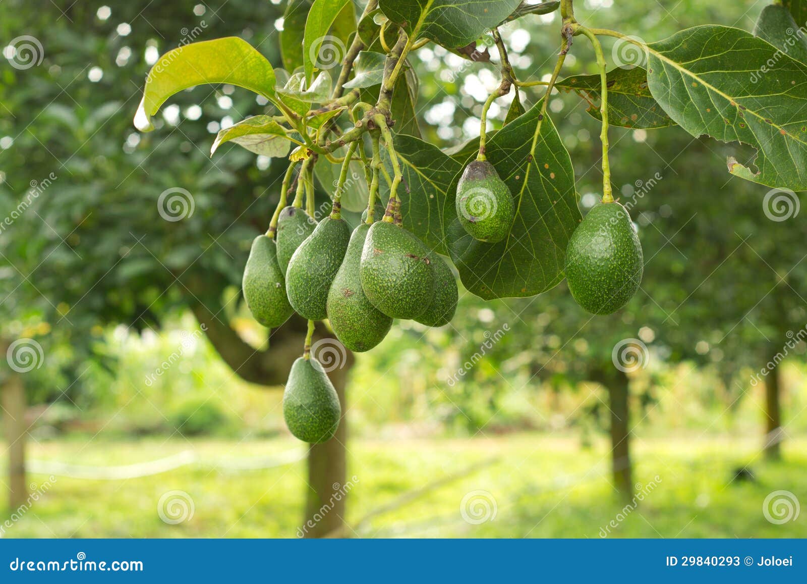 Avocadobaum Stockfotos - Bild: 29840293