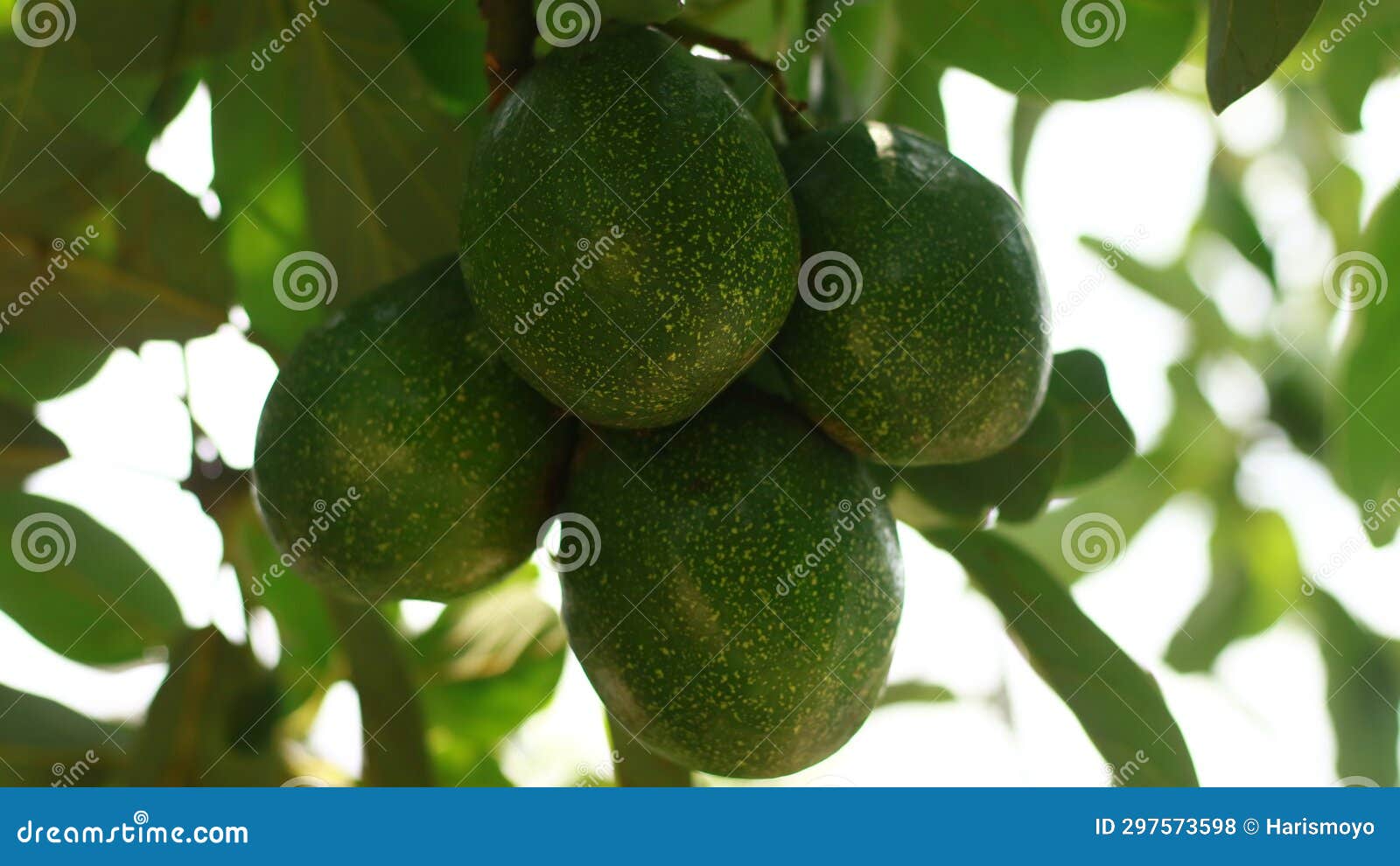 Avocado on Tree stock photo. Image of avocado, persea - 297573598