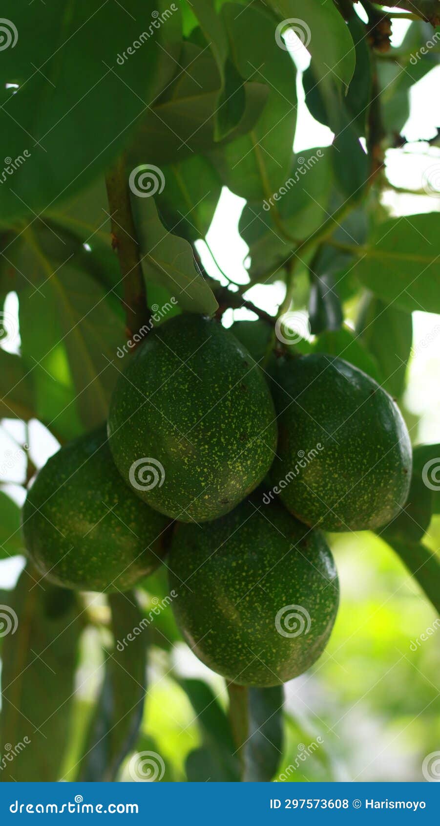 Avocado on Tree stock photo. Image of butter, abacate - 297573608