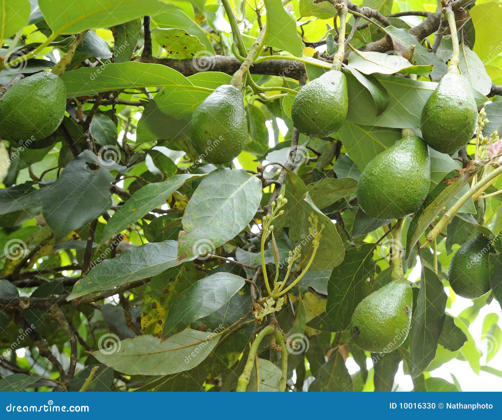 Avocados growing in a tree stock photo. Image of plant - 10016330