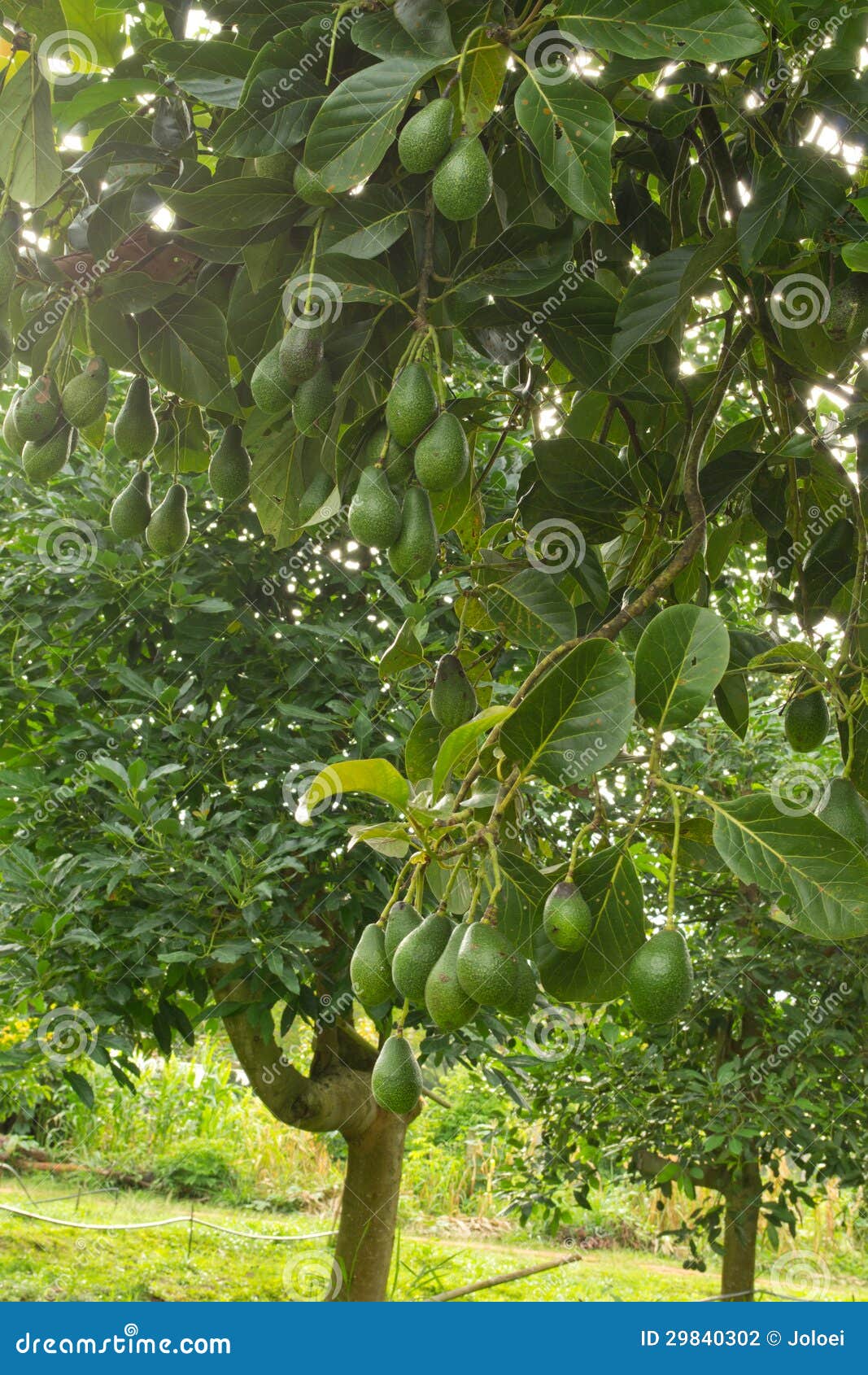 Avocados tree stock photo. Image of agriculture, plant - 29840302
