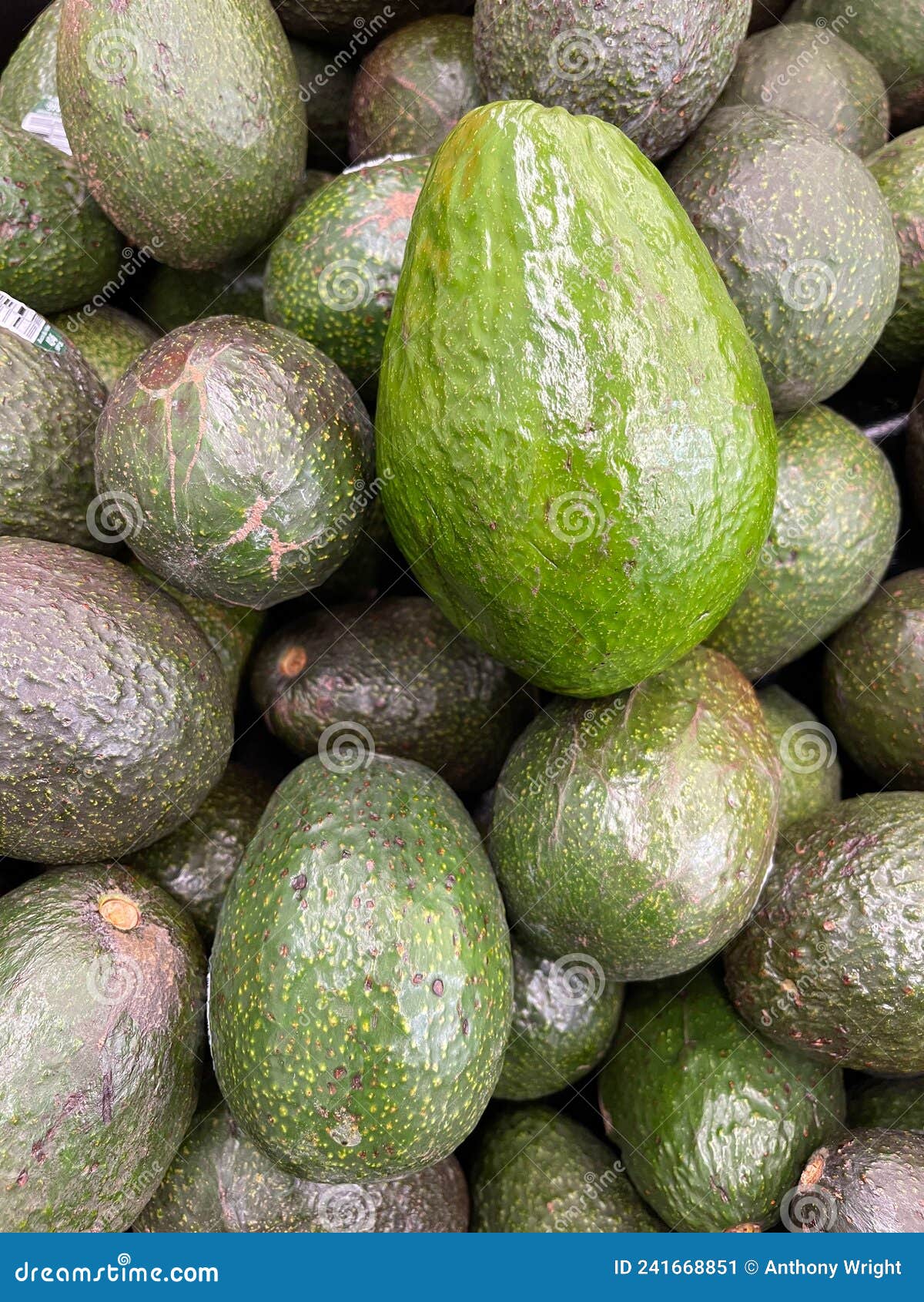 Avocados on the Shelves at the Store Stock Image - Image of avocado ...