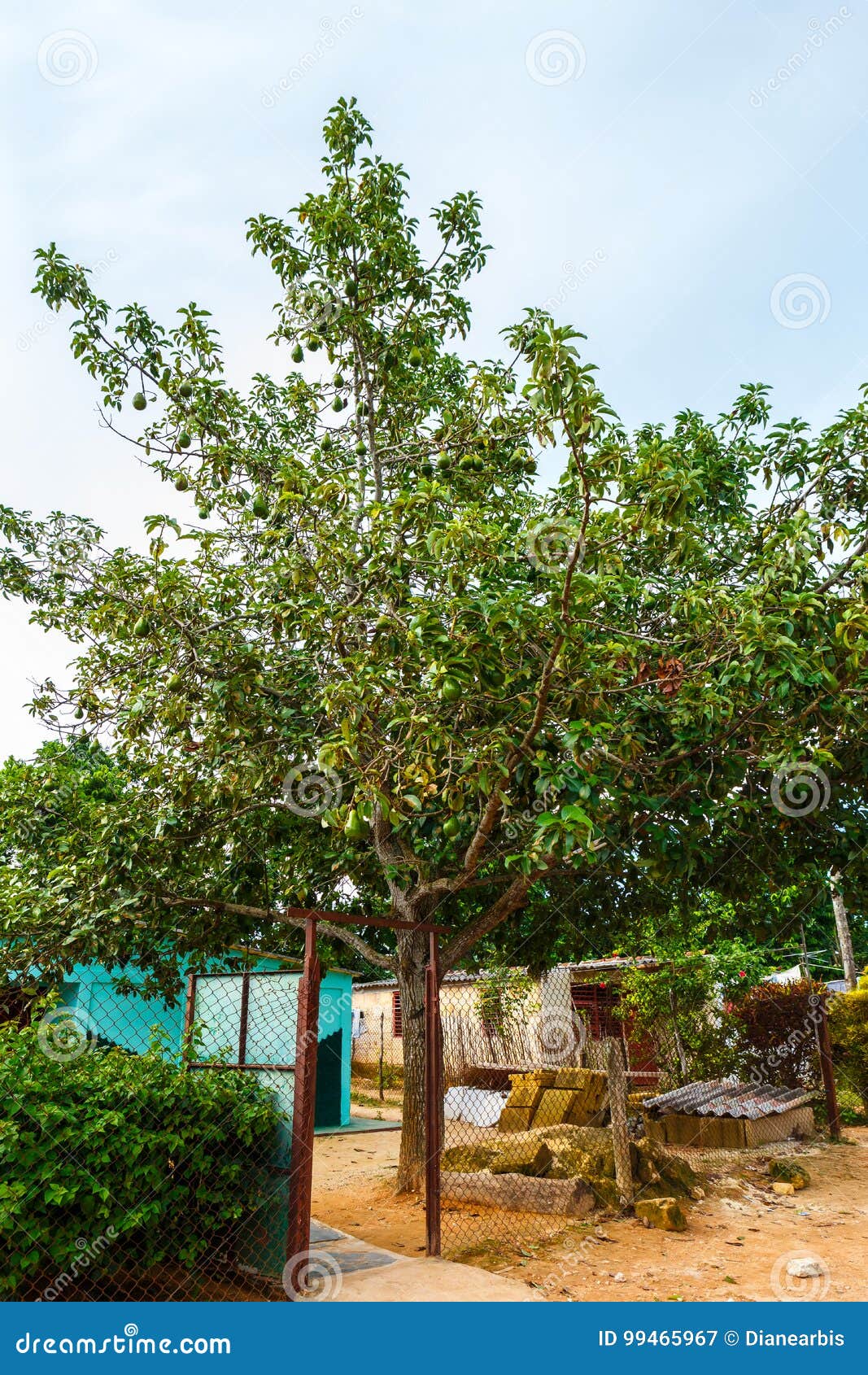 Avocatier image stock. Image du avocat, rural, arbre - 99465967