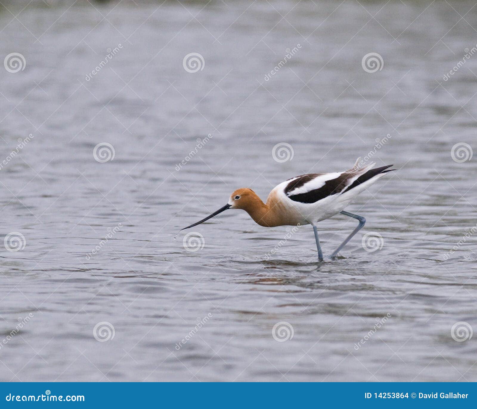 Avocet stock photo. Image of nature, wildlife, water - 14253864