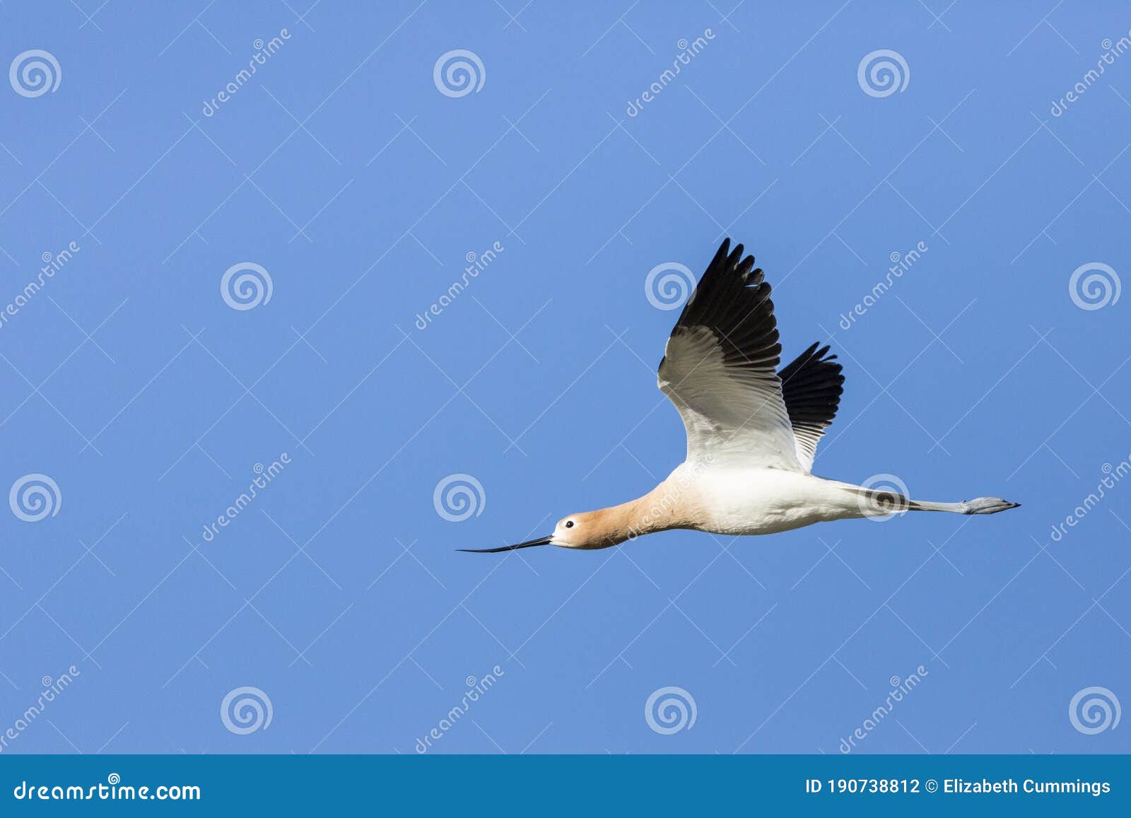 Avocet Flying through a Clear Blue Sky Over a Wetland Stock Photo ...