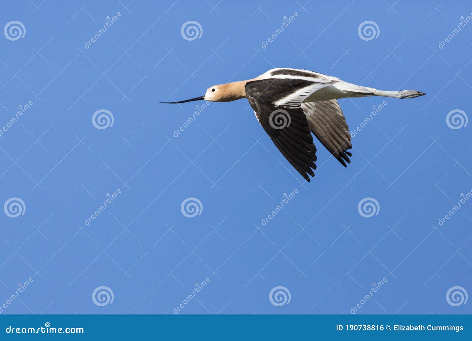 Avocet Flying through a Clear Blue Sky Over a Wetland Stock Photo ...