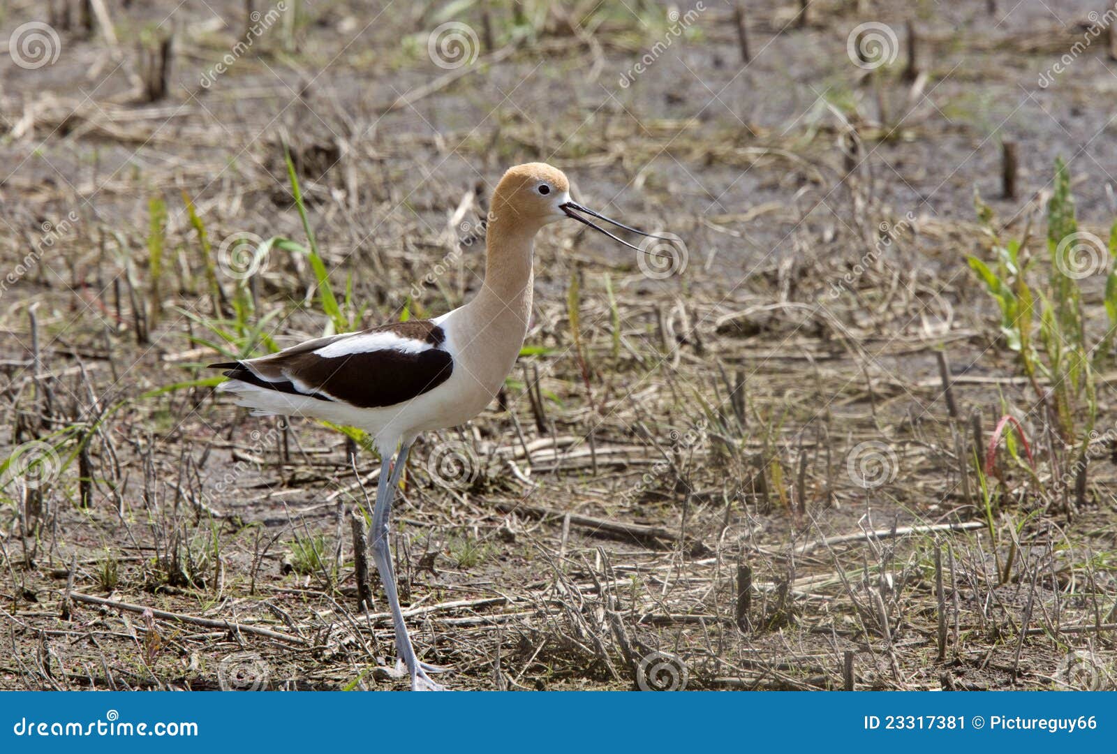 Avocet in Saskatchewan Canada Stock Image - Image of nature, cute: 23317381