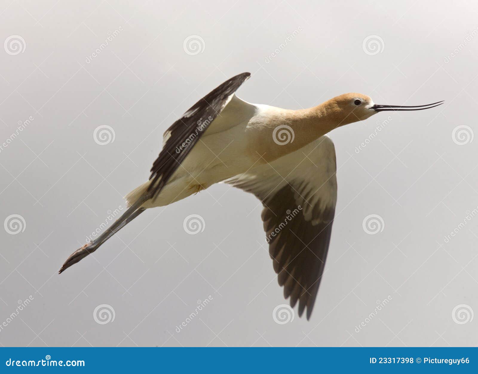 Avocet in Saskatchewan Canada in Flight Stock Photo - Image of nature ...