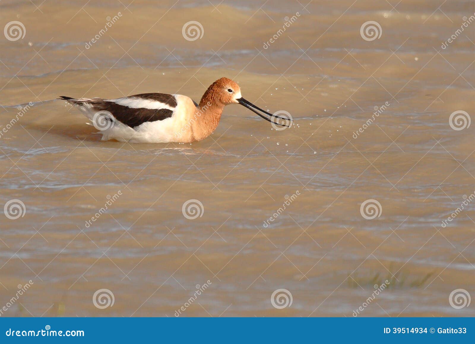 Avocet Snapping Beak Stock Photos - Free & Royalty-Free Stock Photos ...