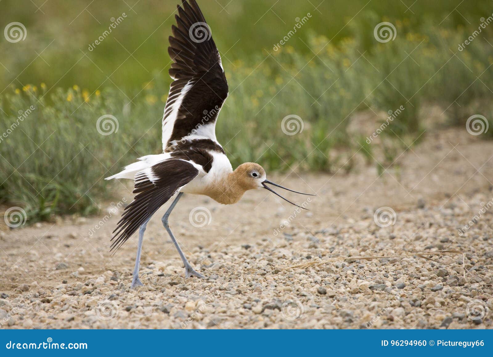 Avocet Ibis Photos - Free & Royalty-Free Stock Photos from Dreamstime