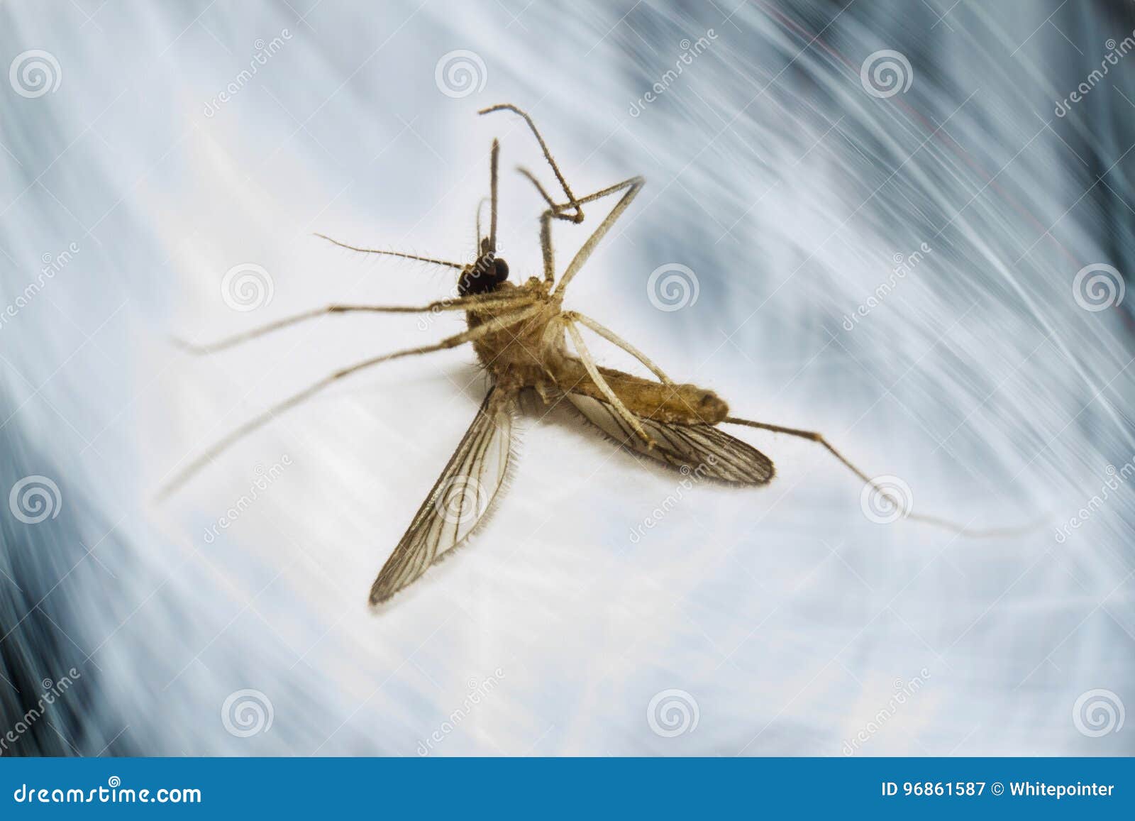 Avoid Mosquito Itchy and Irritating Bites Stock Image - Image of ...