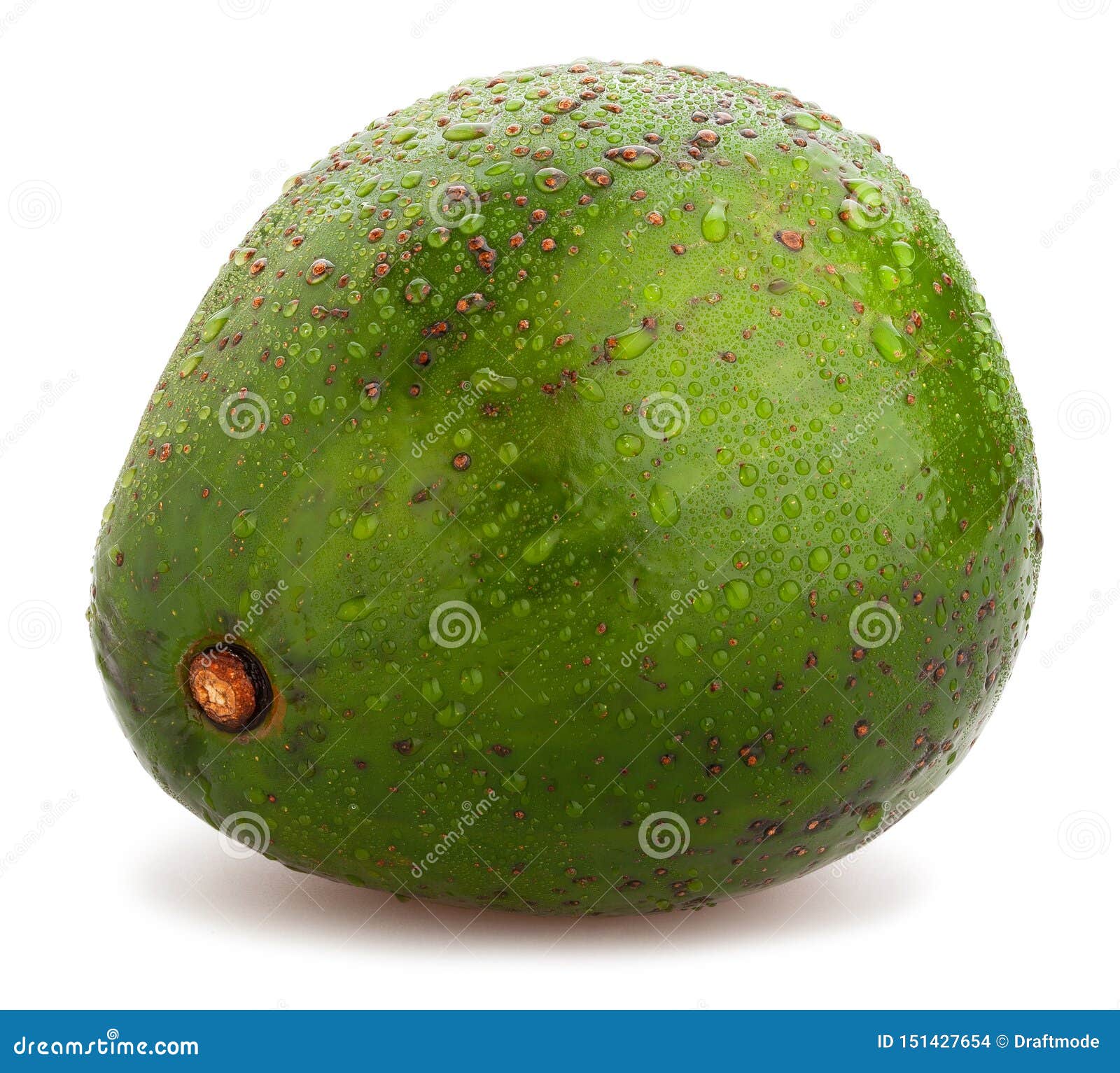 Avozilla avocado stock photo. Image of avocados, fruit - 151427654