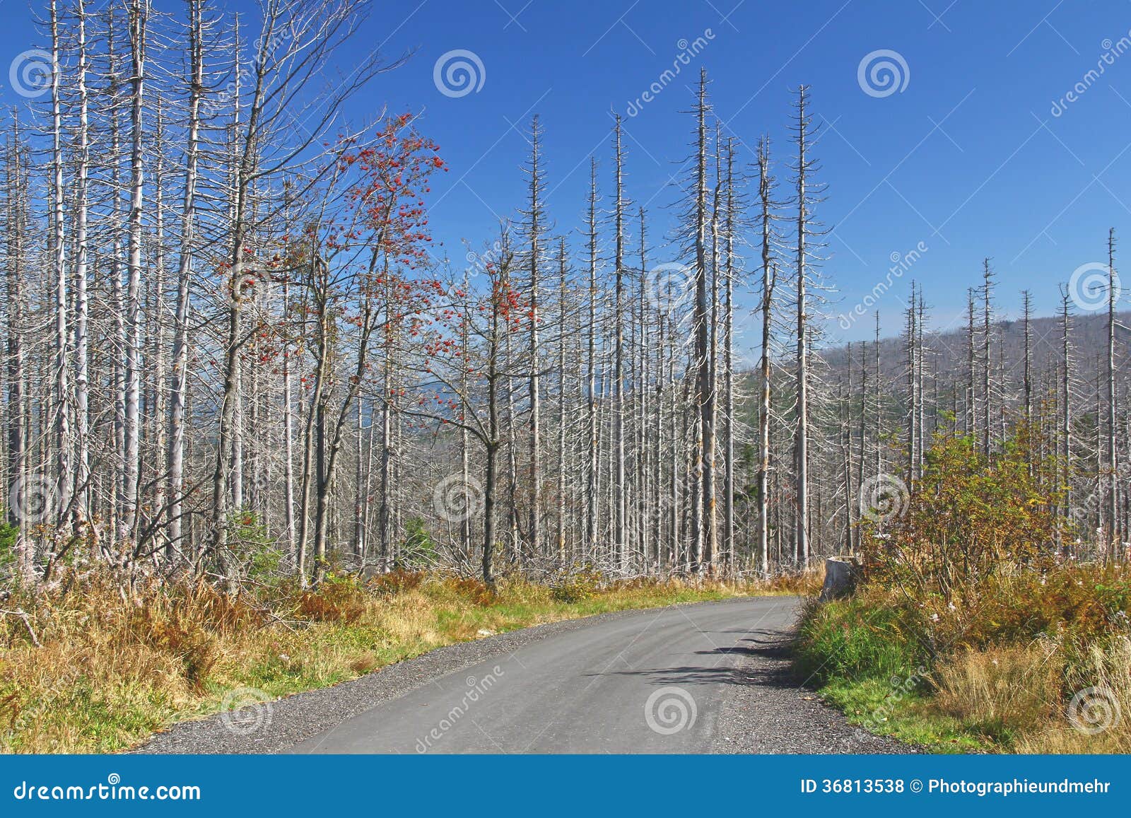 Avvizzimento Apicale Della Foresta Fotografia Stock - Immagine di ...