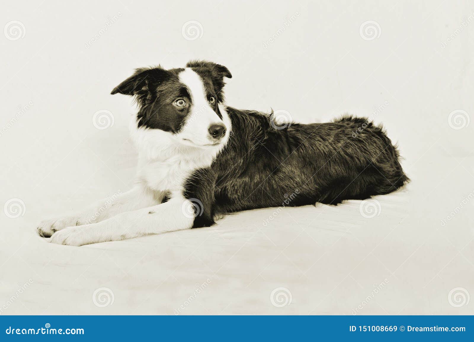 A Border Collie that Seems To Be Scare To Death... Stock Image - Image ...