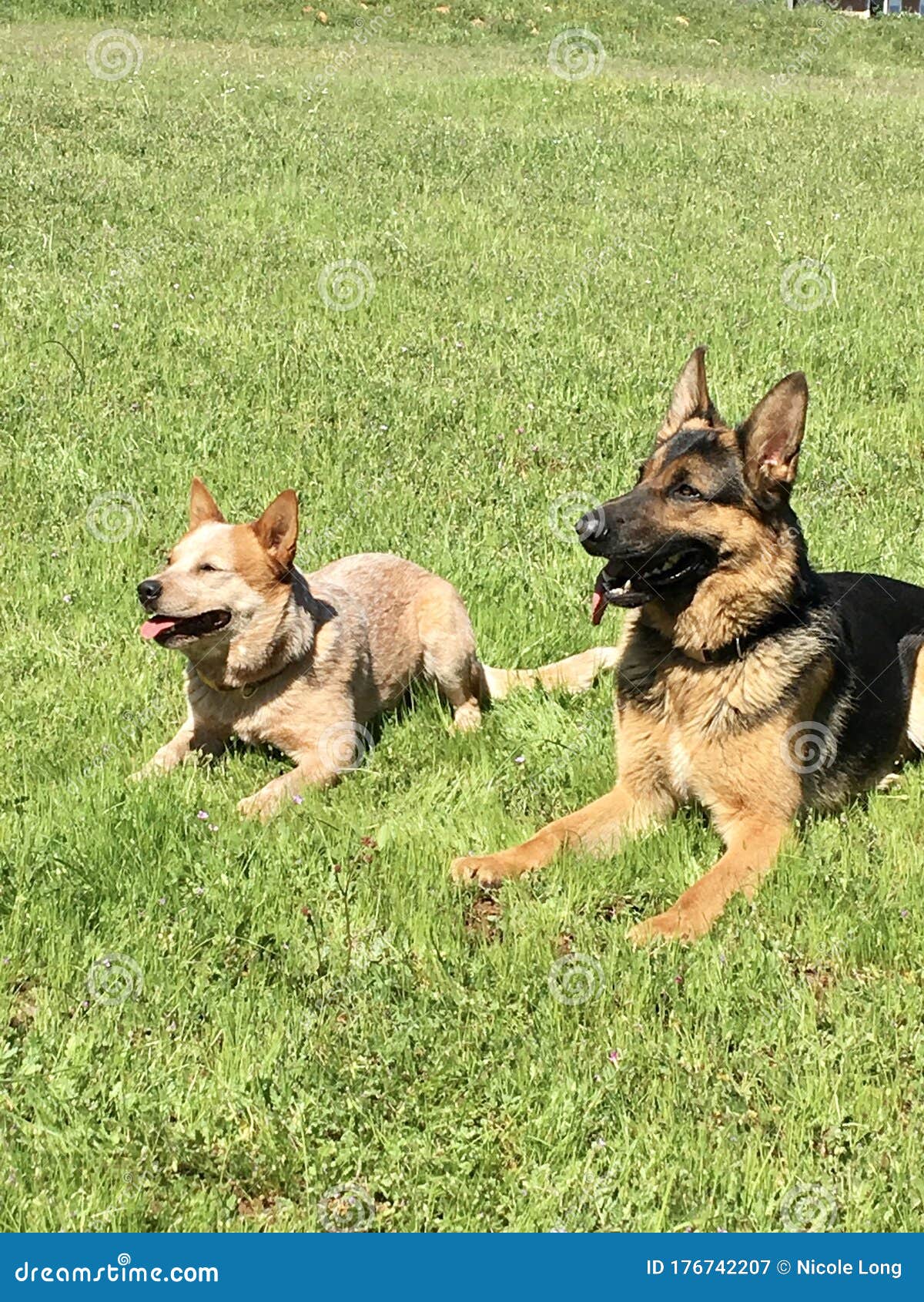 Farm dogs stock image. Image of command, cattle, austrailian - 176742207