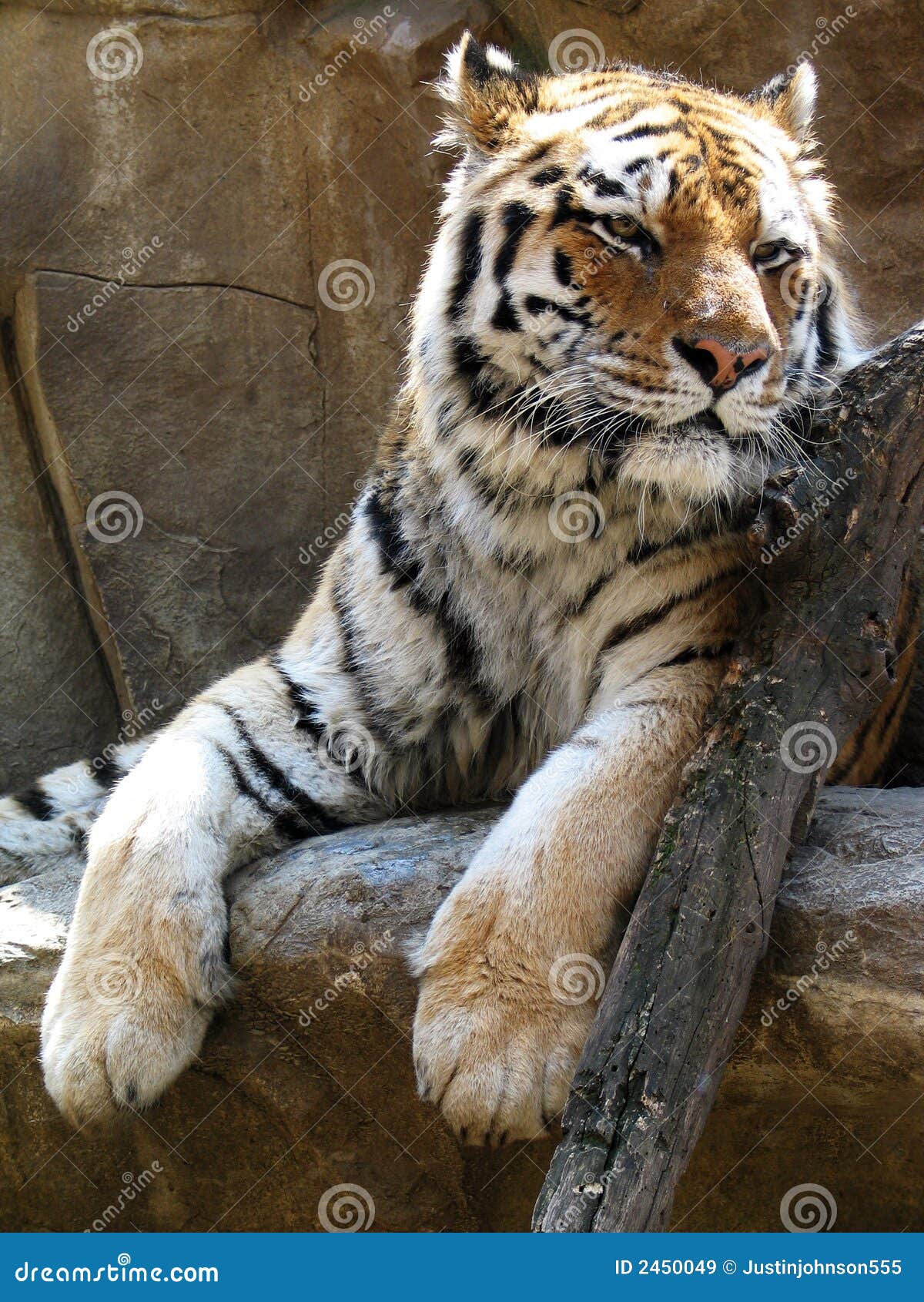 Awake stock image. Image of grrr, furry, mamma, growl - 2450049