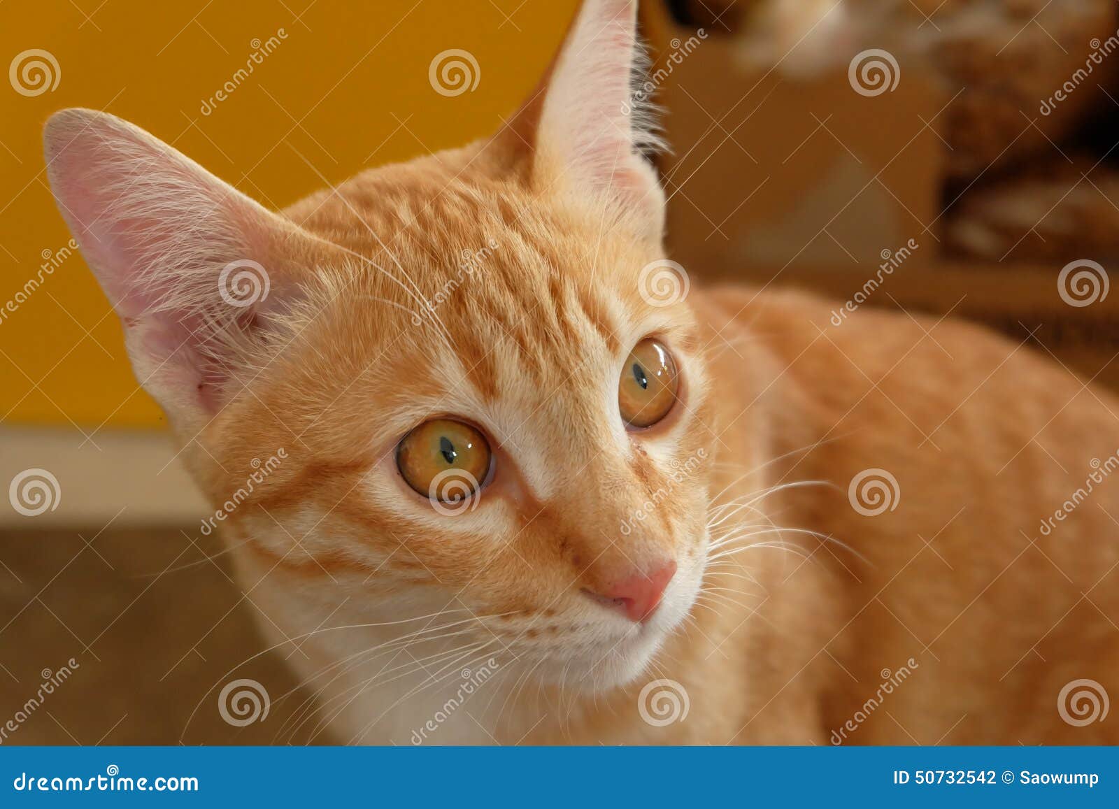 Cat awake face stock photo. Image of face, catch, close - 50732542