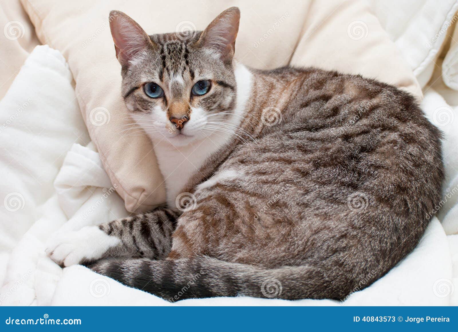 Awake the cat stock image. Image of white, animal, delicate - 40843573