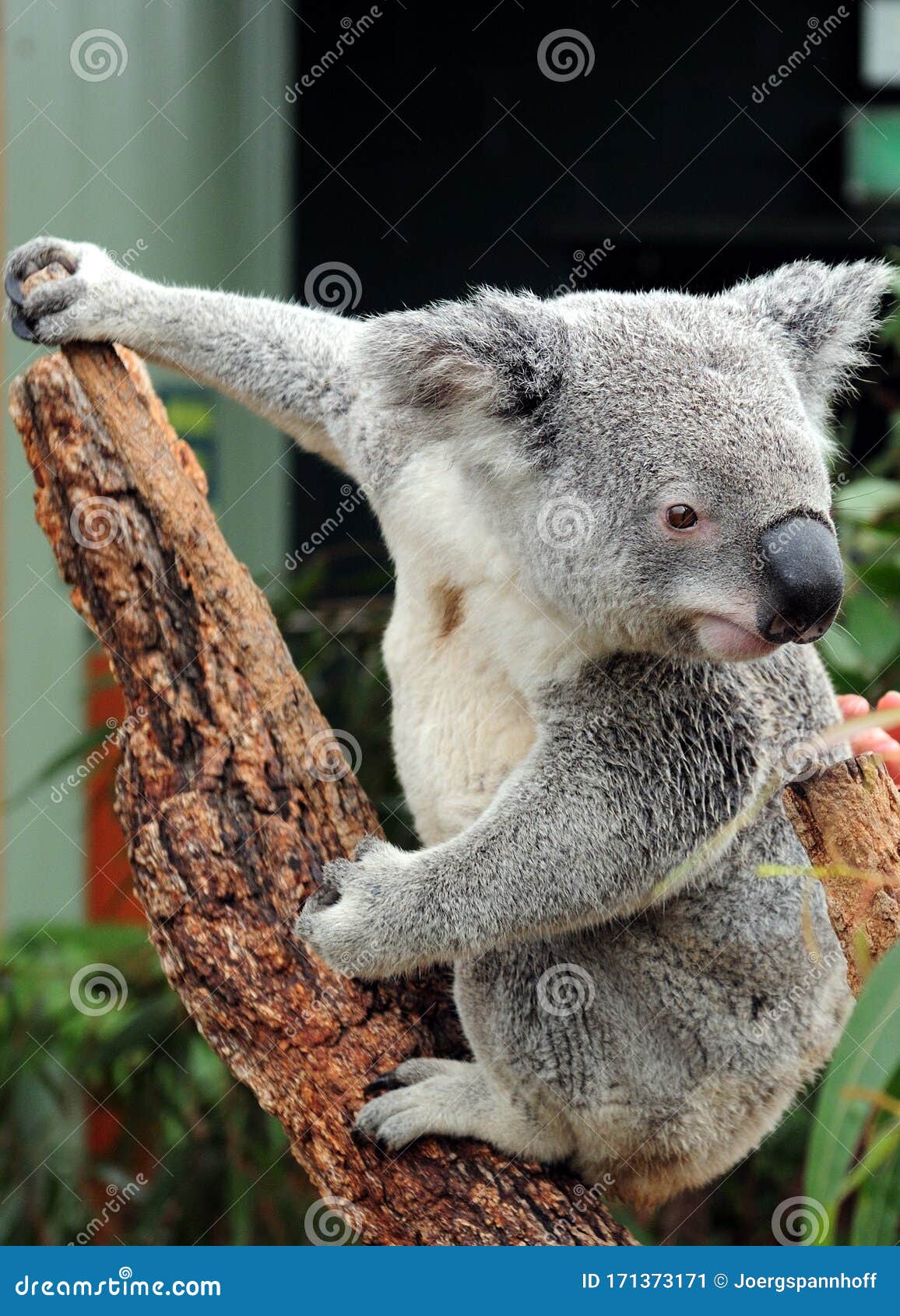 Awake Koala Bear Climbing in a Tree NSW Australia Stock Image - Image ...
