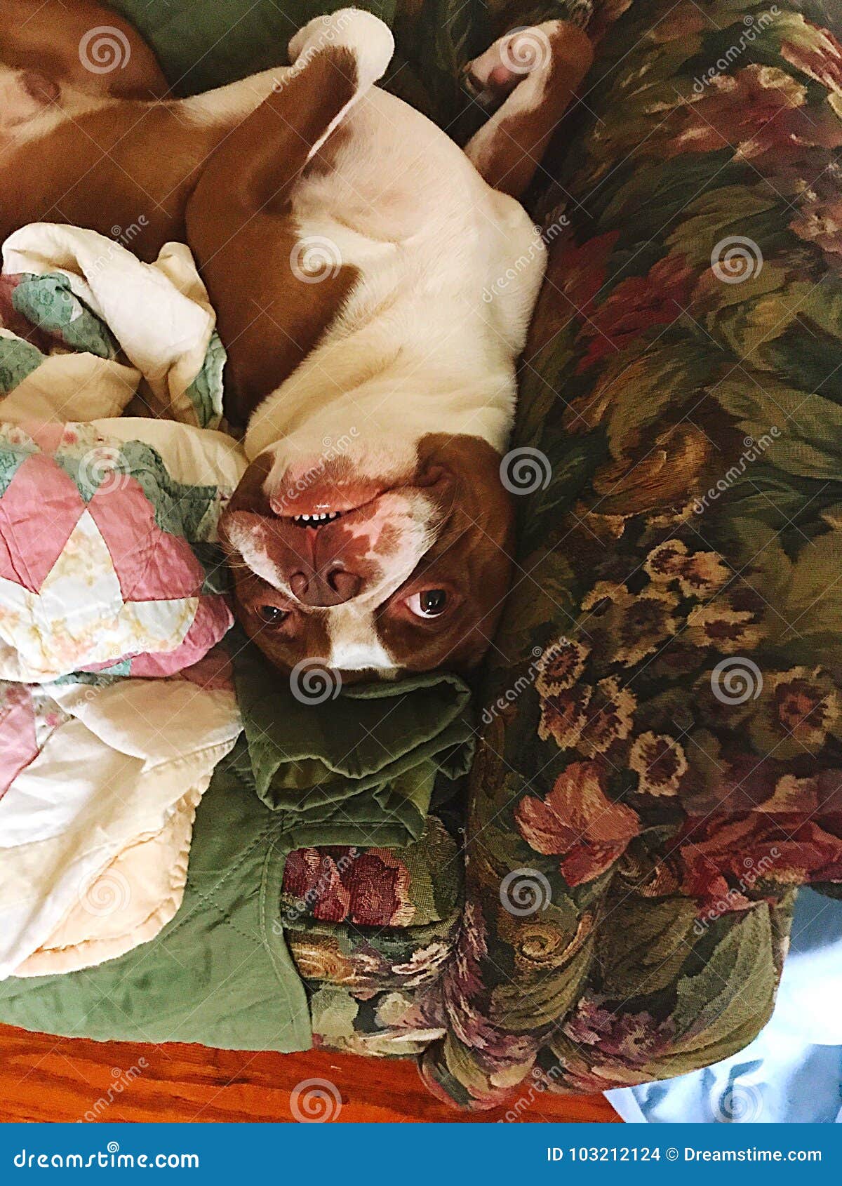 Awake puppy stock illustration. Illustration of puppy - 103212124