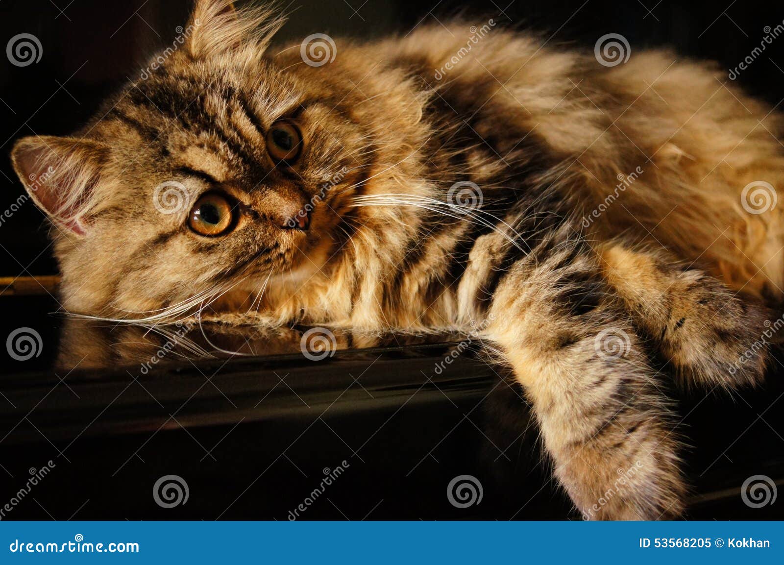 Awakened cat stock image. Image of piano, kitten, looking - 53568205