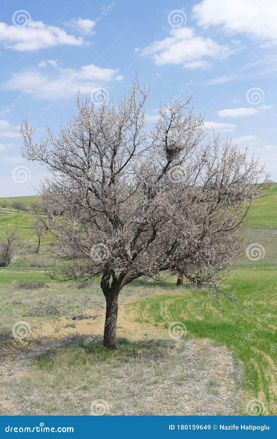 The Awakening of Nature in the Continental Climate, when the Spring ...