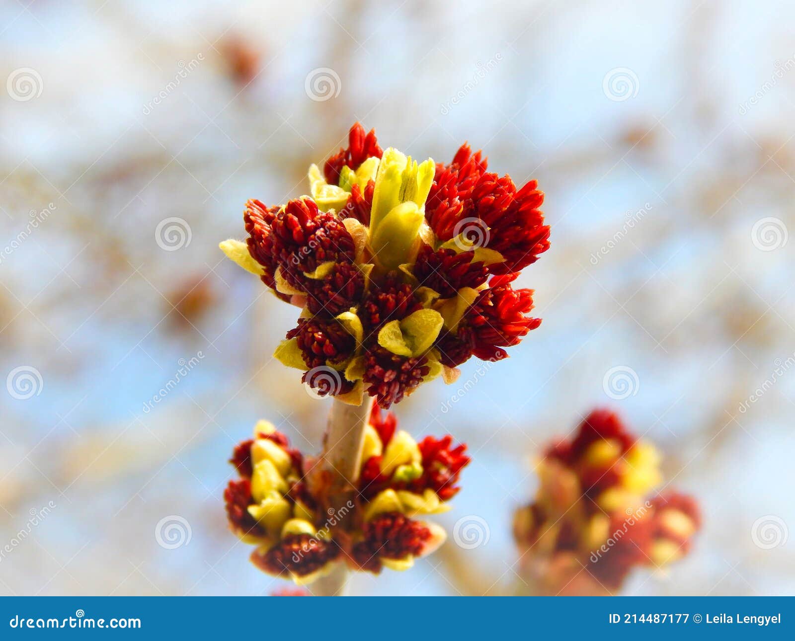 Awakening nature in March stock image. Image of nature - 214487177