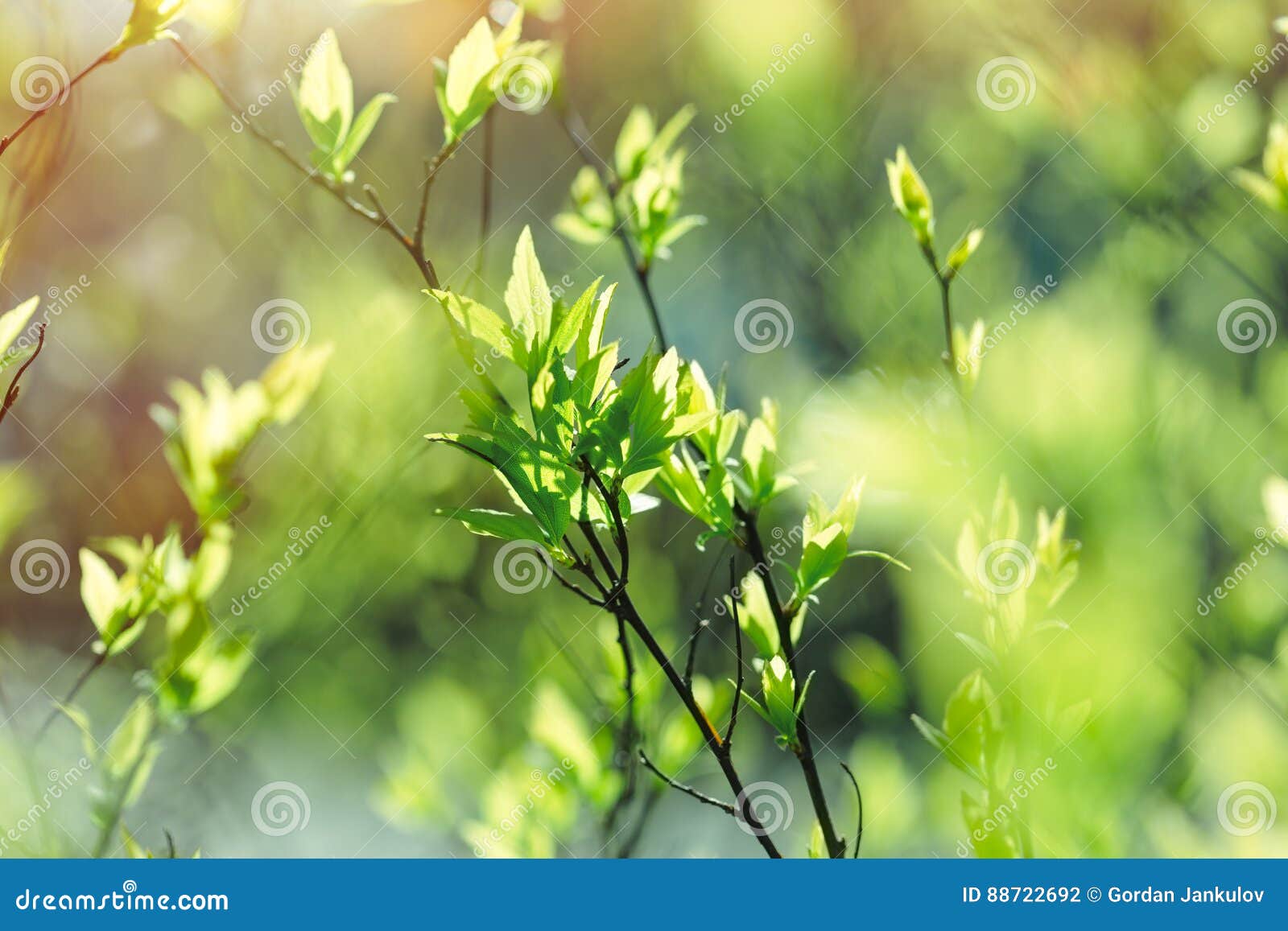 Awakening of Nature, Young Spring Leaves in Forest Stock Photo - Image ...
