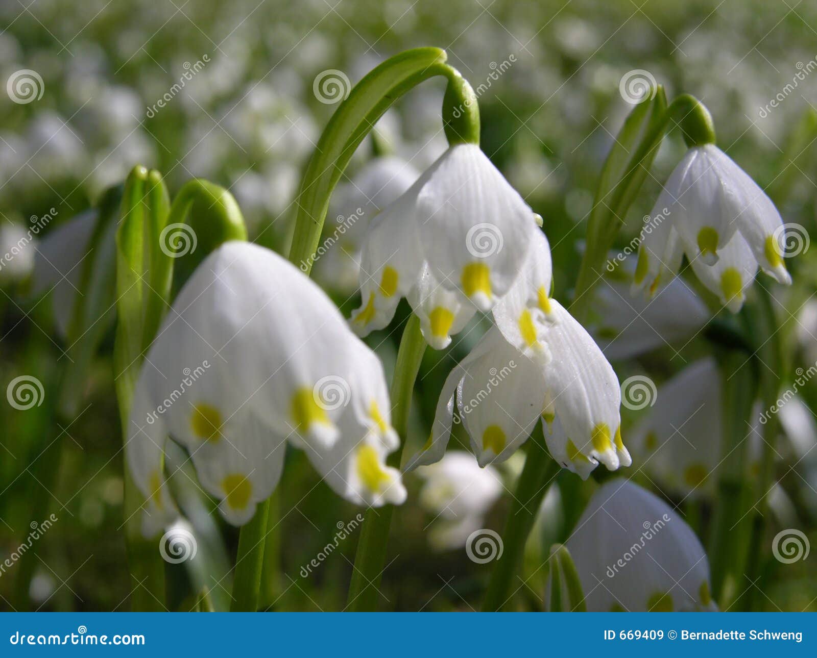 Awakening in Spring stock image. Image of happiness, blossom - 669409