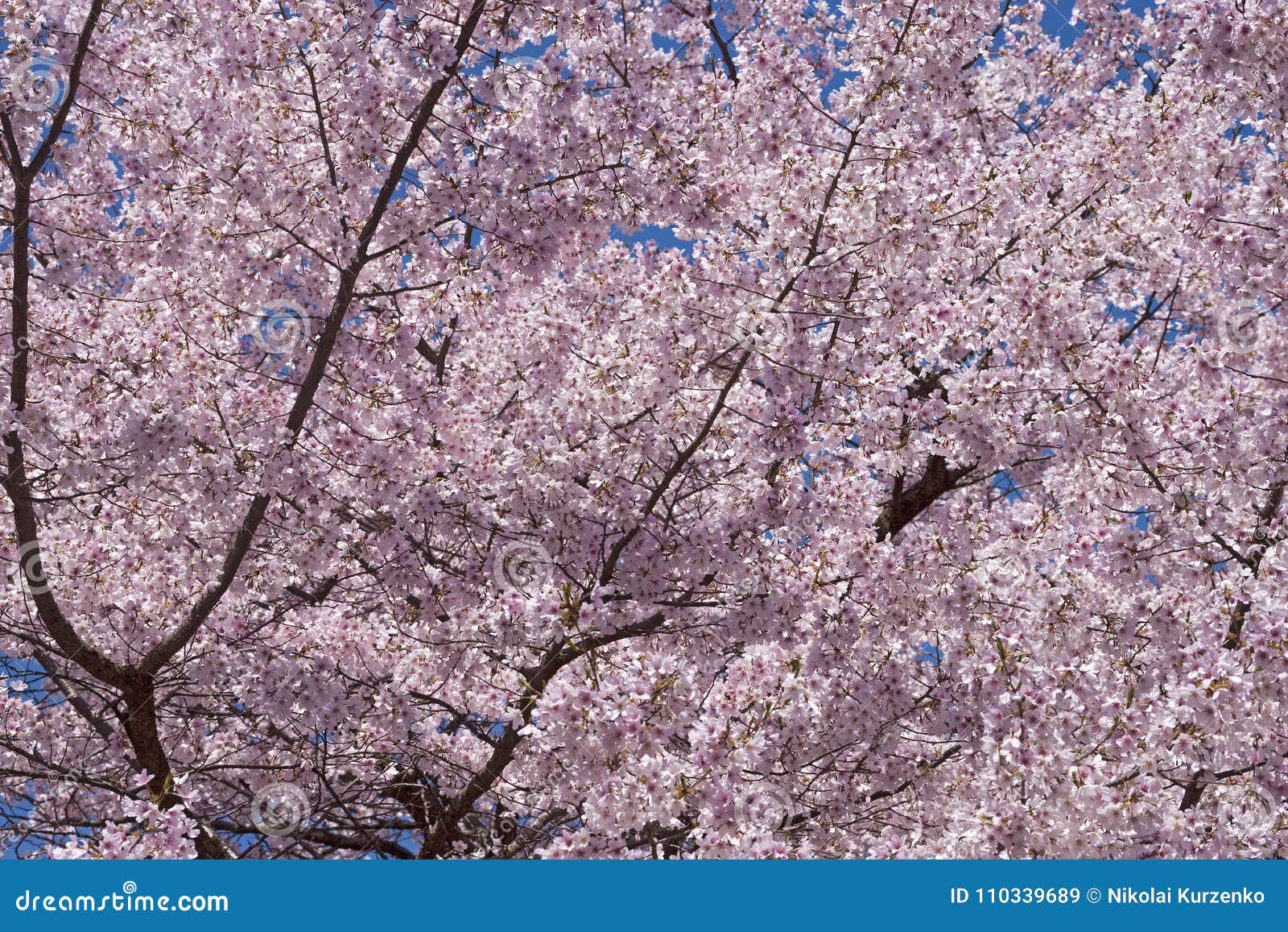Awanui Yoshino Cherry Tree in Blossom Stock Image - Image of yoshino ...