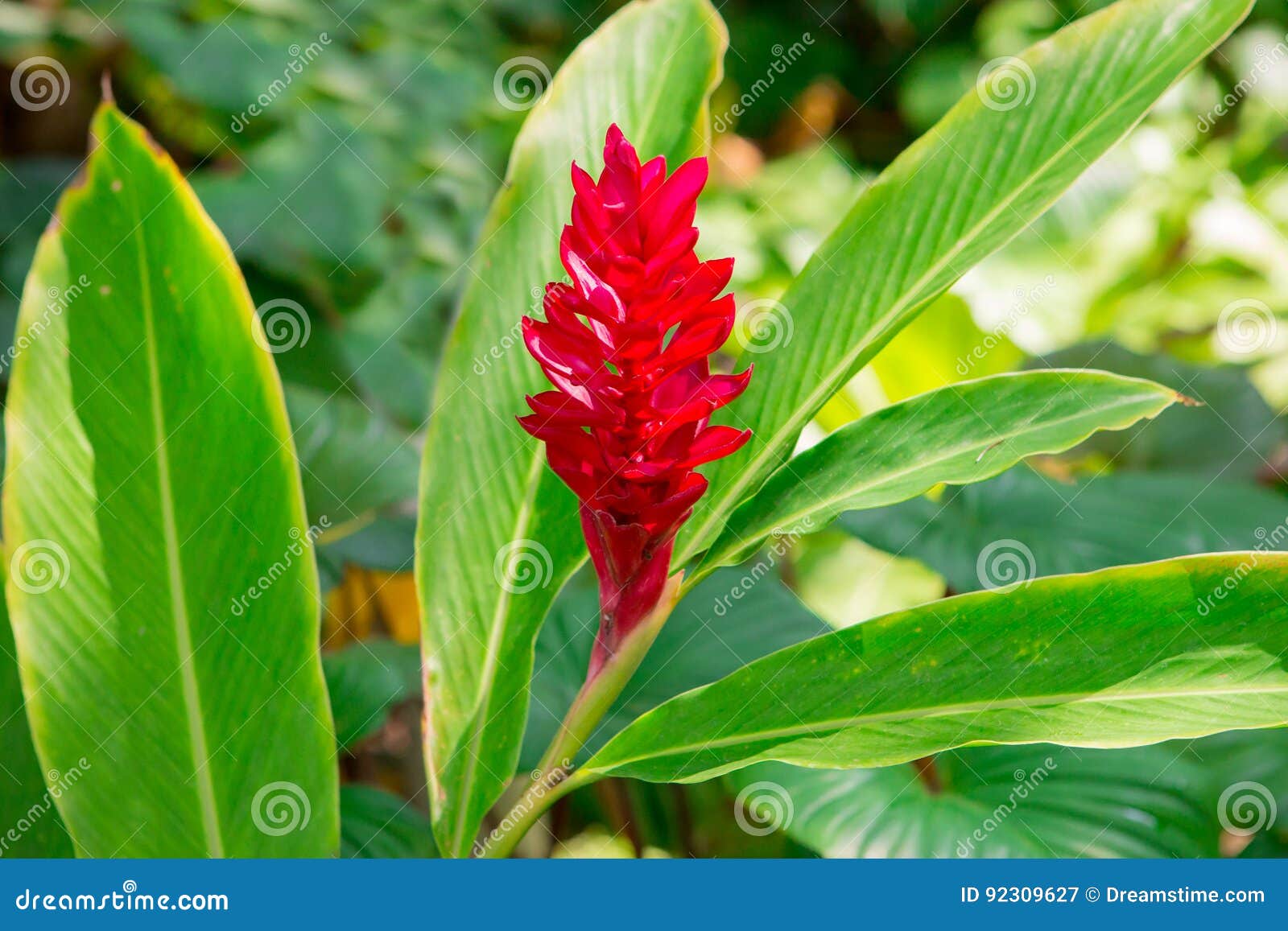 Awapuhi-UlaUla Hawaiian Red Ginger Stock Image - Image of leuchten ...