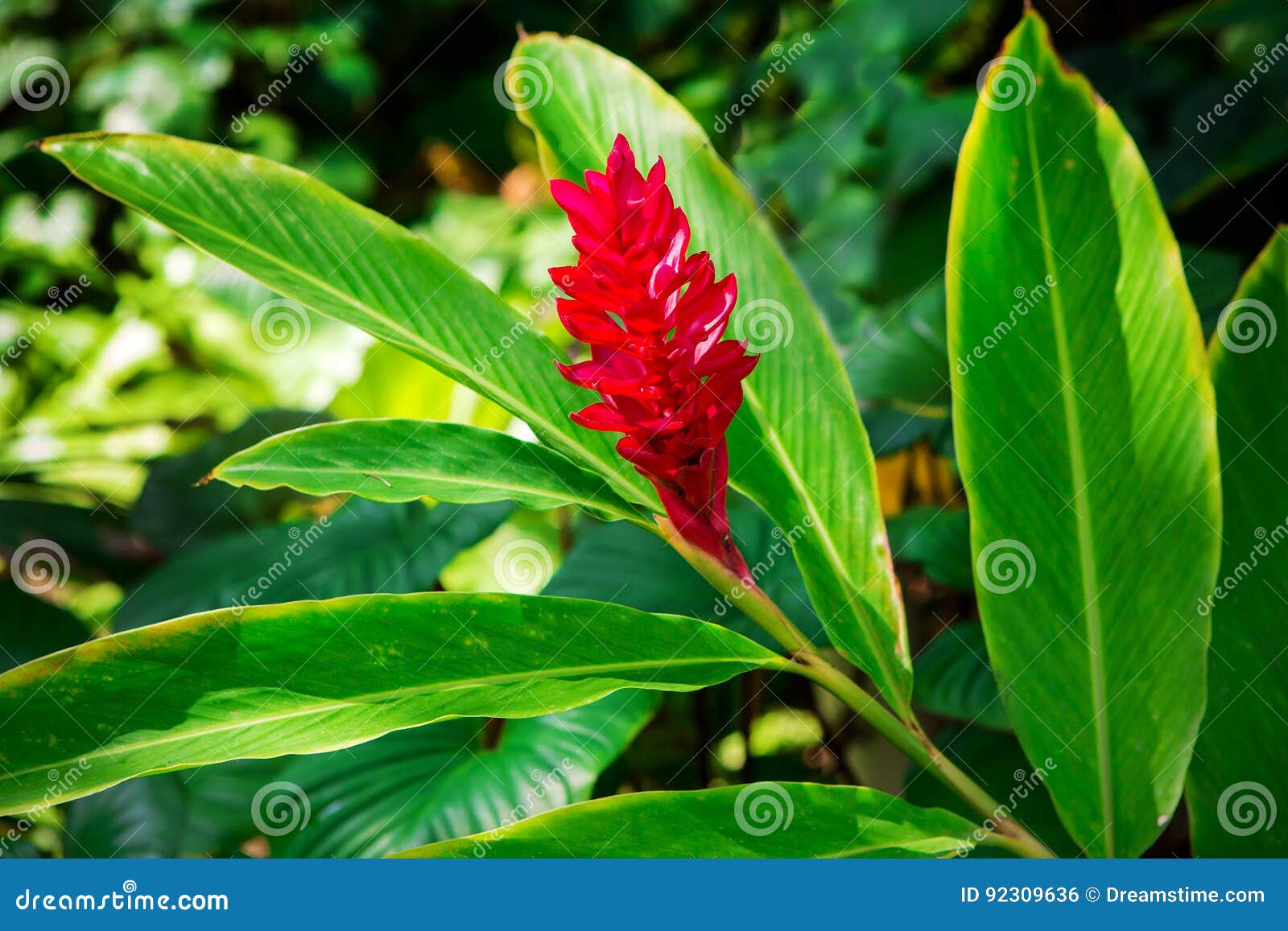 Awapuhi-UlaUla Hawaiian Red Ginger Stock Photo - Image of bloom, flower ...