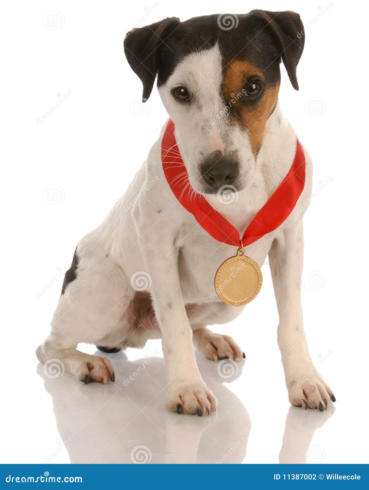 Award winning dog stock photo. Image of isolated, competition - 11387002