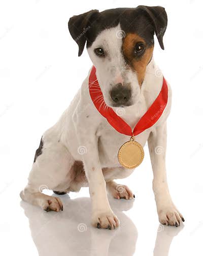 Award winning dog stock photo. Image of isolated, competition - 11387002
