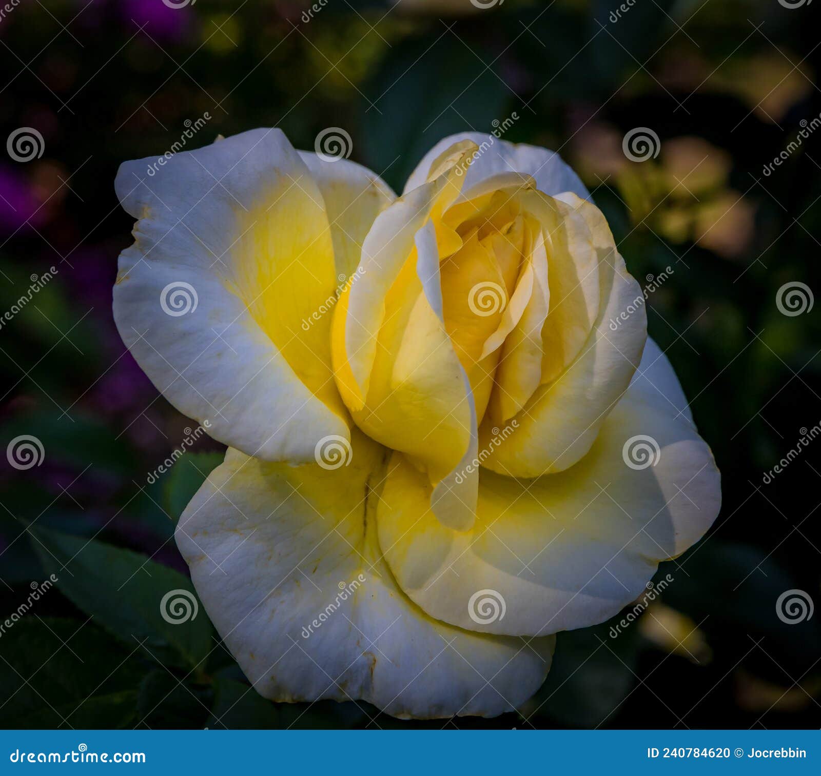 Award Winning Yellow and White Rose in Full Bloom Stock Photo - Image ...