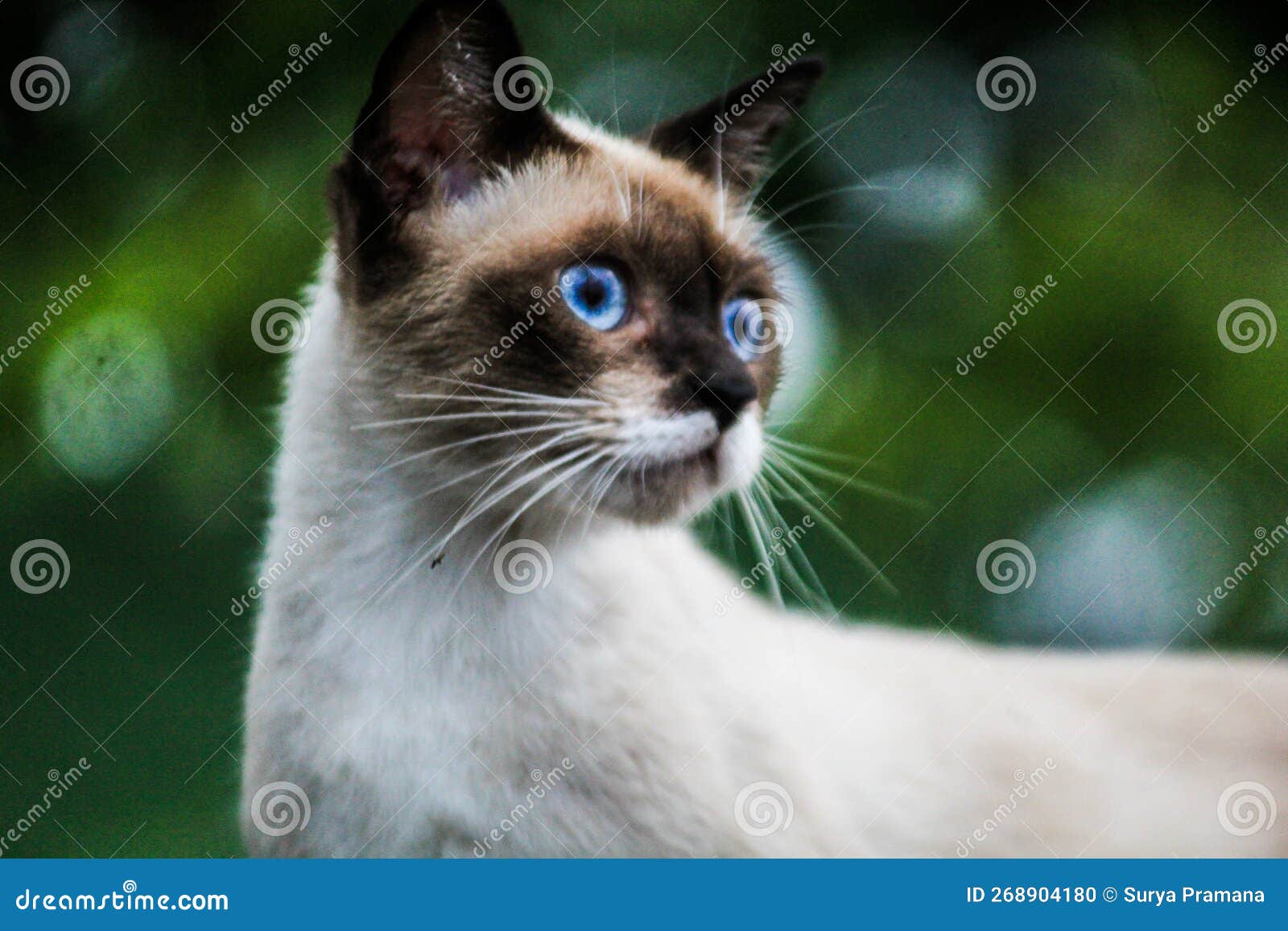 Awasome cat in beach stock photo. Image of skip, animal - 268904180