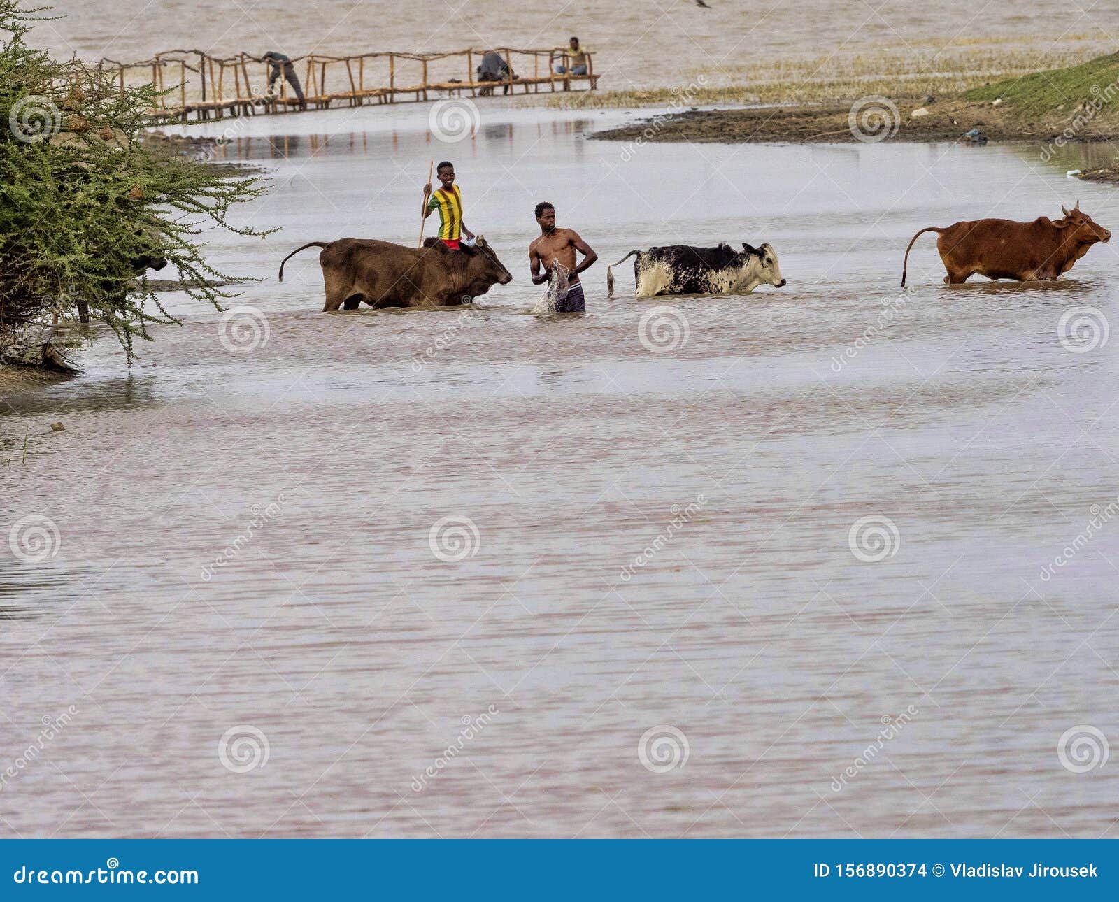 Shepherds Wade with Cattle. 2018 Dating in Awassa, Ethiopia Editorial ...