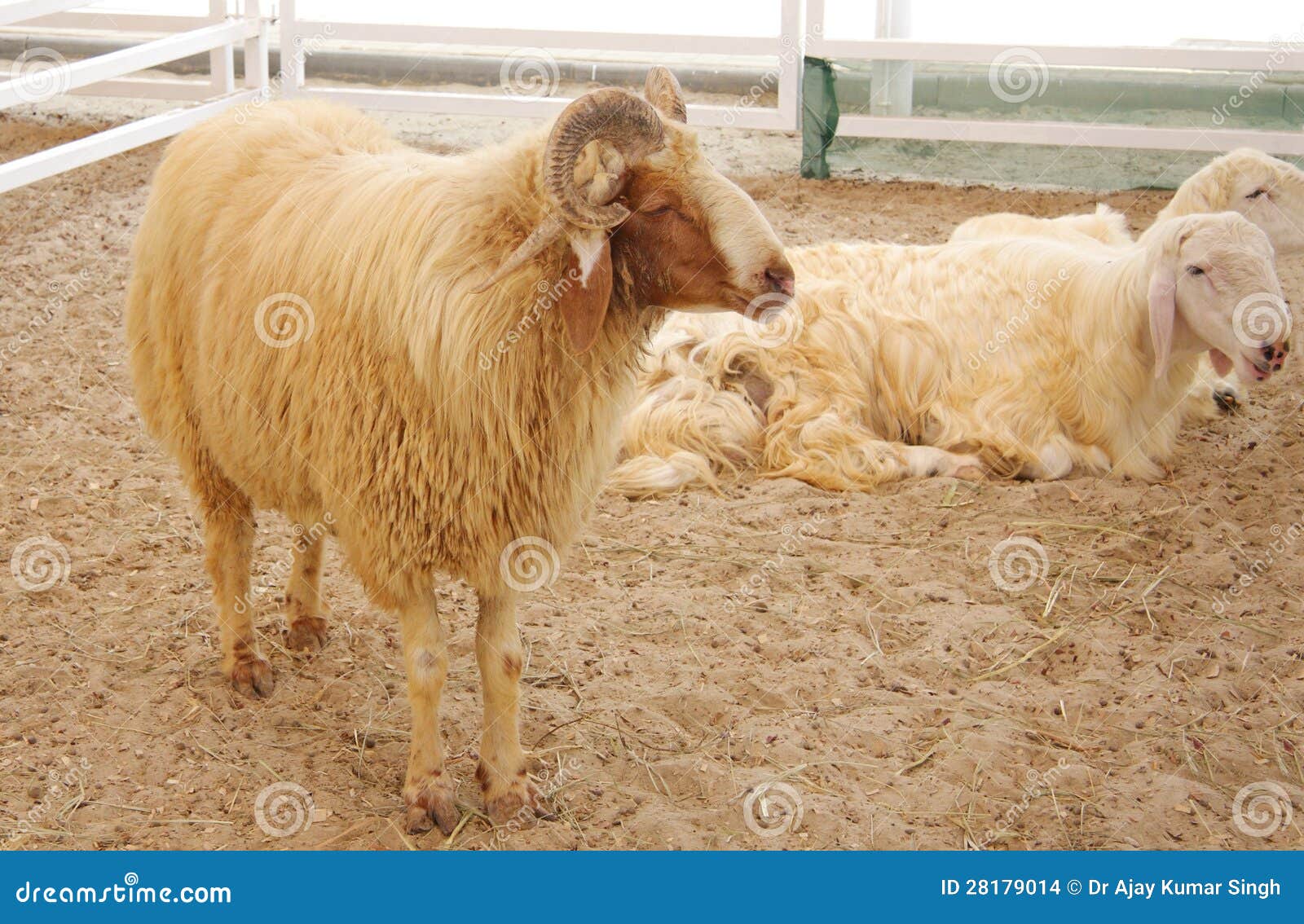 Awassi sheep stock photo. Image of animal, arab, caprinae - 28179014