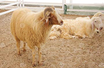 Awassi sheep stock photo. Image of animal, arab, caprinae - 28179014