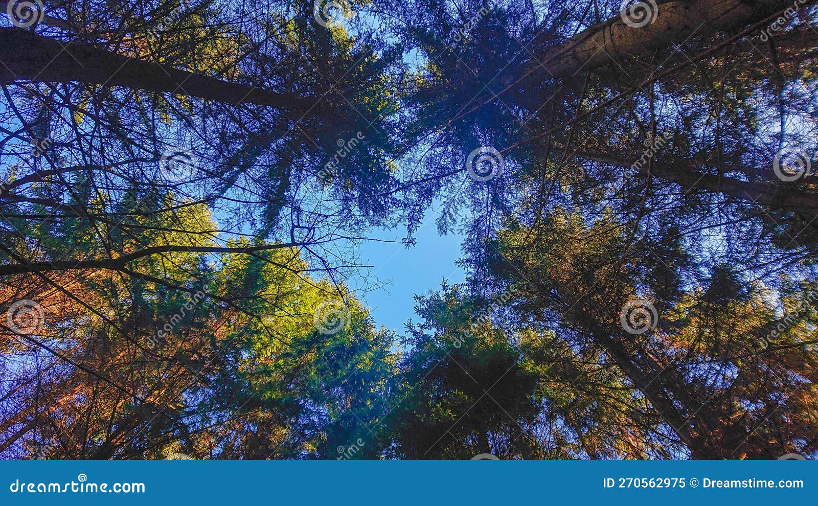 Awe-Inspiring View: Looking Up at Pine Trees Stock Image - Image of ...